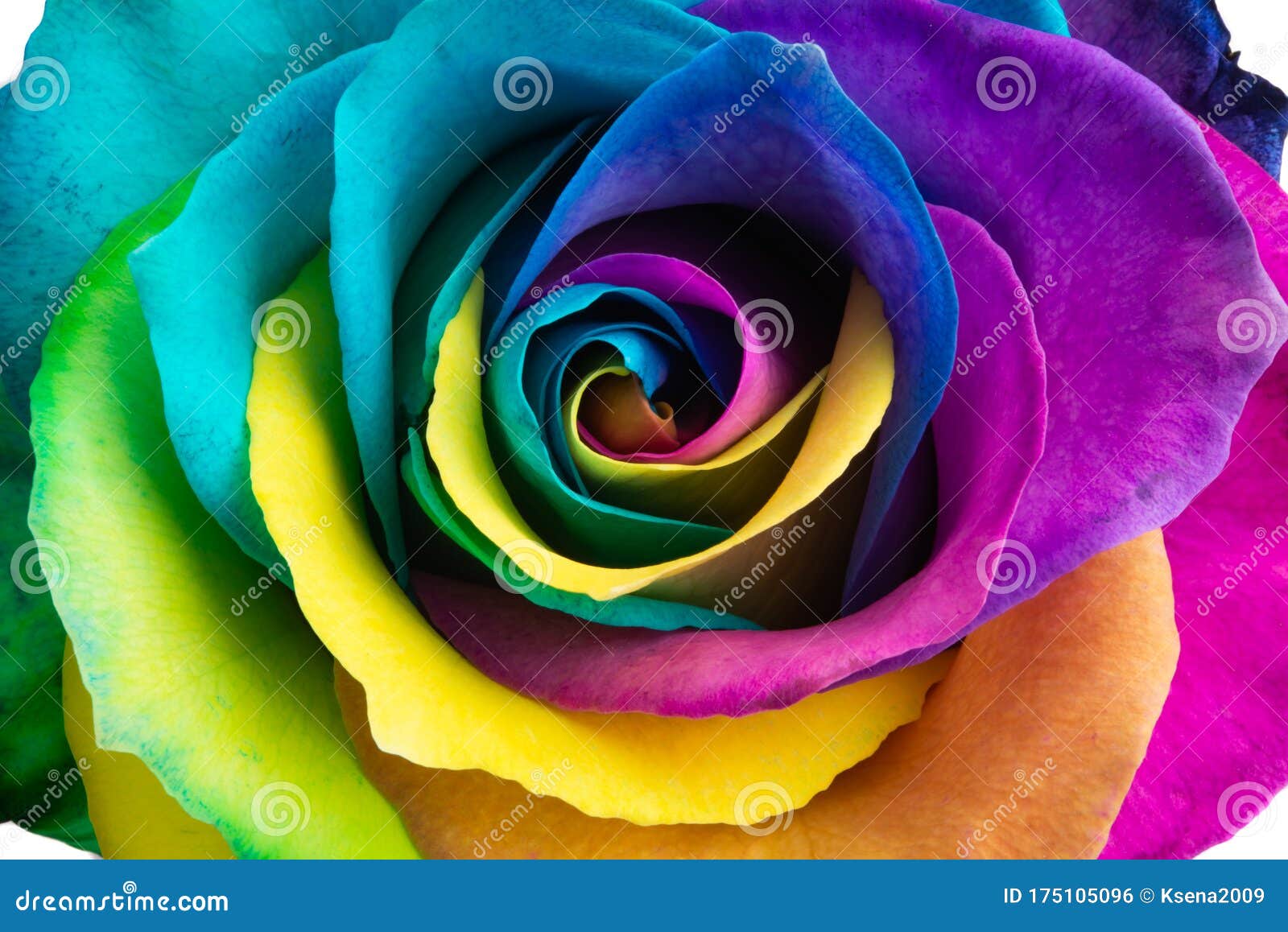 Multicolored rose isolated stock photo. Image of decoration - 175105096
