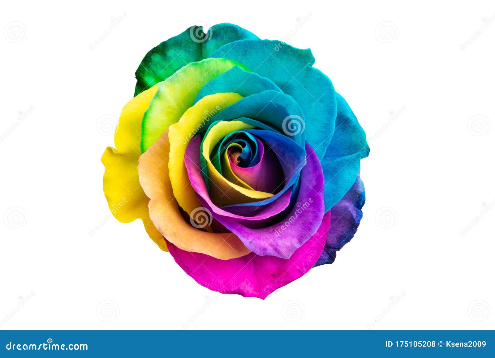 Multicolored rose isolated stock photo. Image of valentine - 175105208