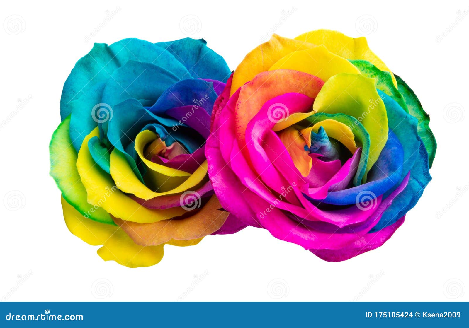 Multicolored rose isolated stock photo. Image of nature - 175105424