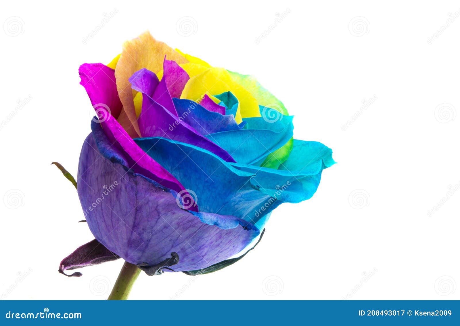 Multicolored rose isolated stock image. Image of isolated - 208493017