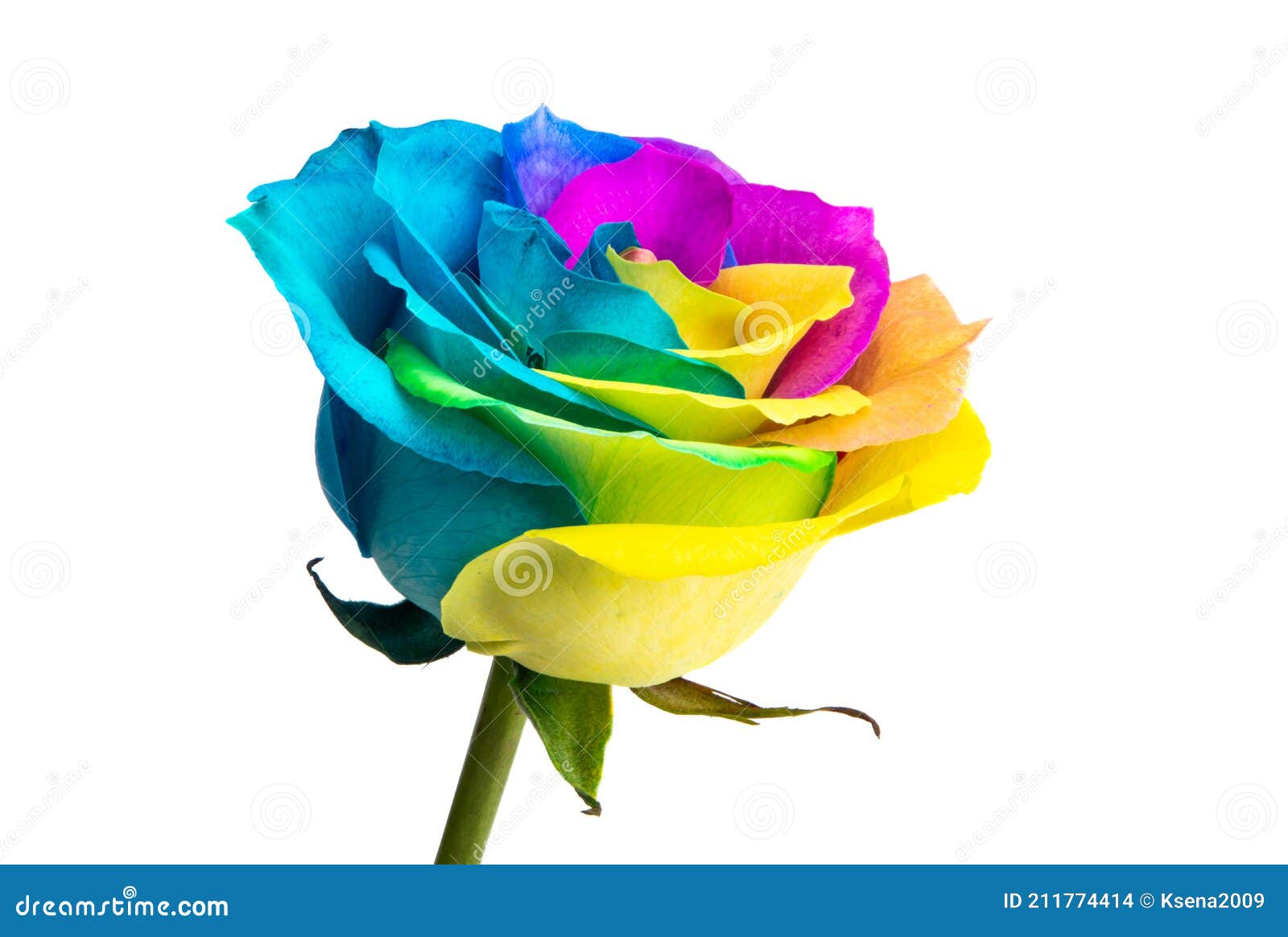 Multicolored rose isolated stock photo. Image of unusual - 211774414