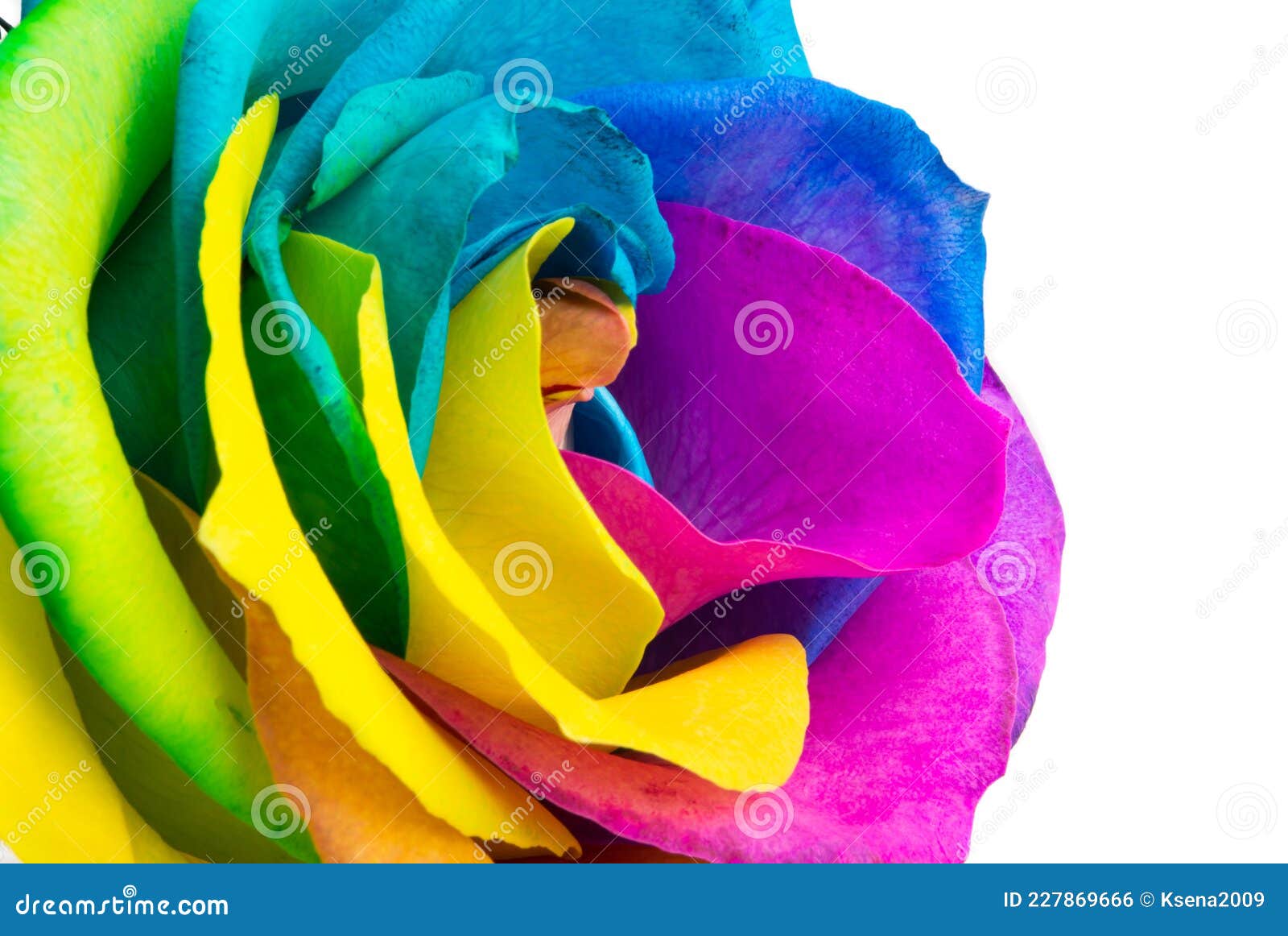Multicolored rose isolated stock photo. Image of fresh - 227869666