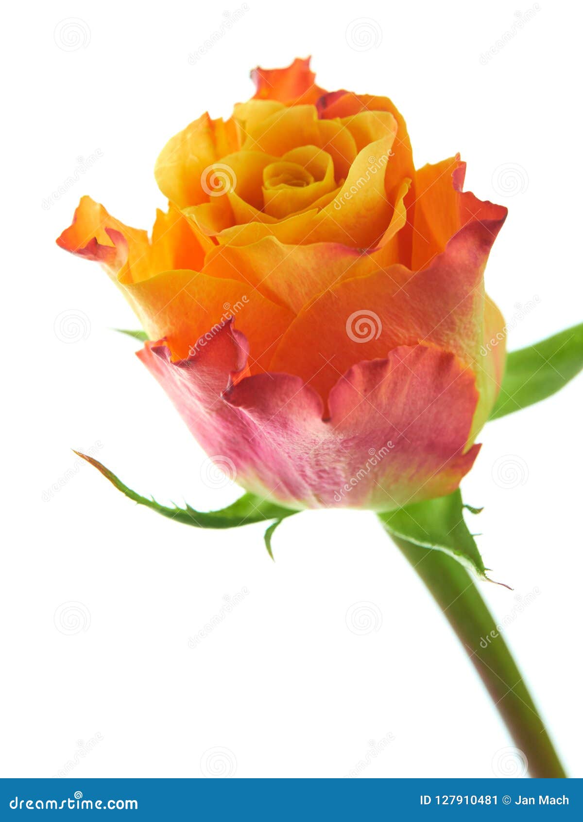 Multicolored Rose Isolated on Wihte Background Stock Image - Image of ...