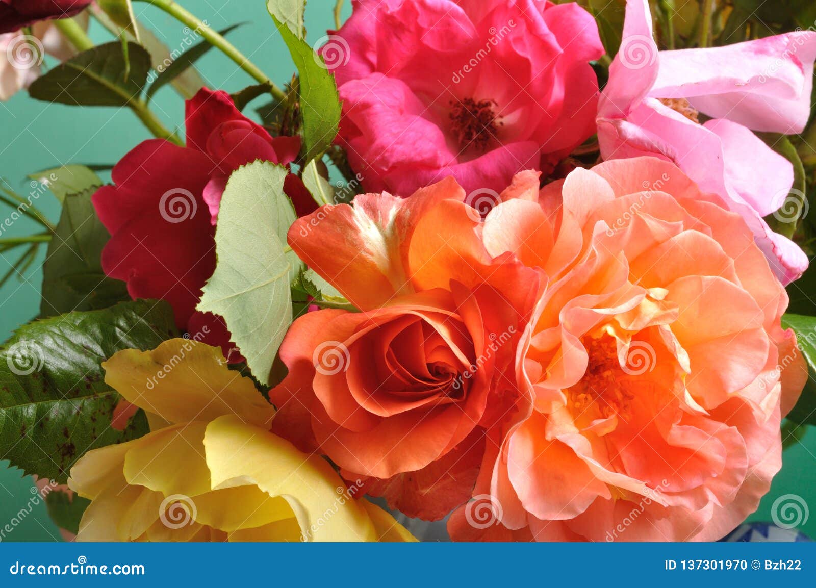 Multicolored Roses Flowers Studio Shot Stock Photo - Image of garden ...