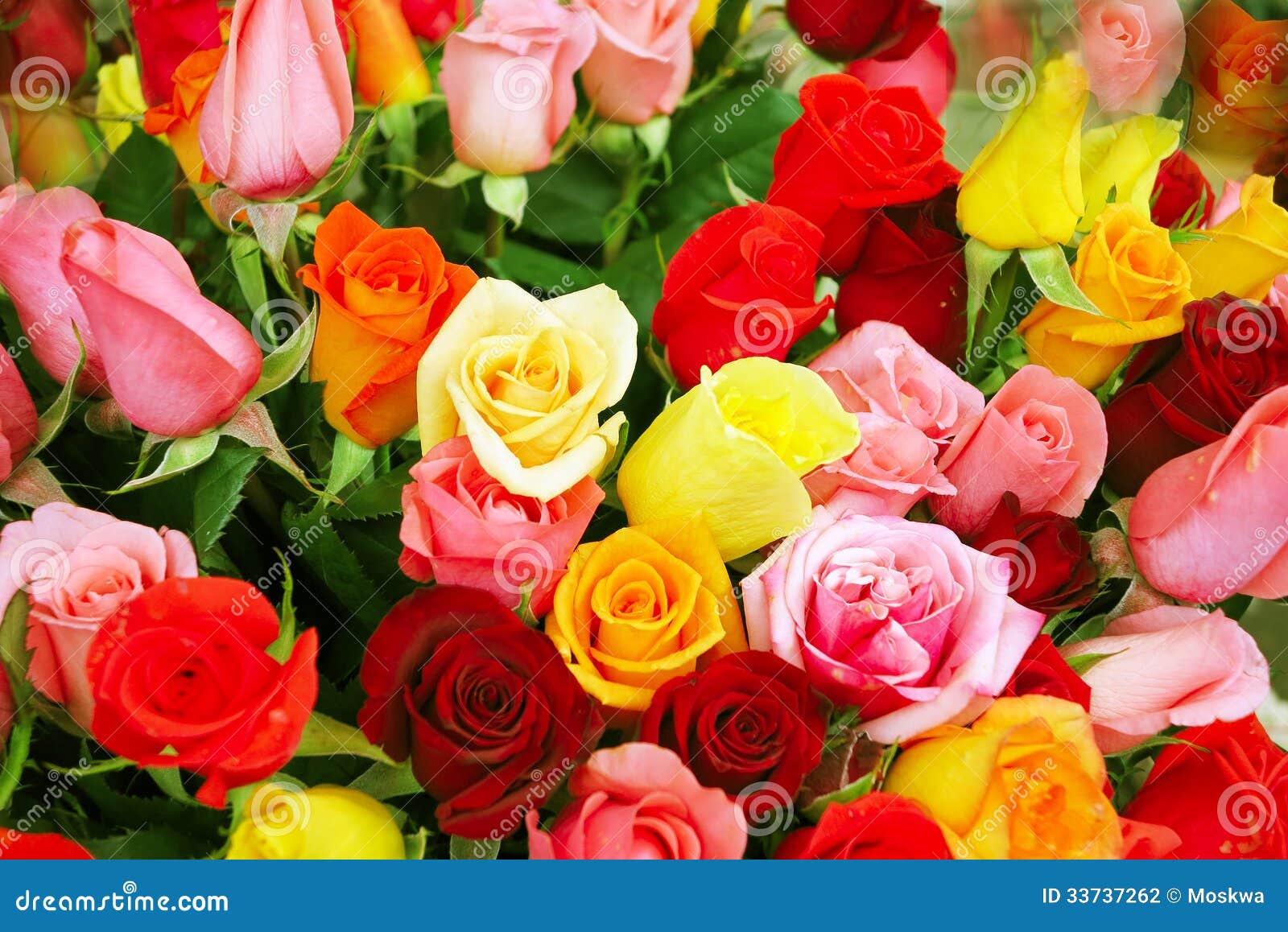Multicolored roses stock photo. Image of garden, beautiful - 33737262