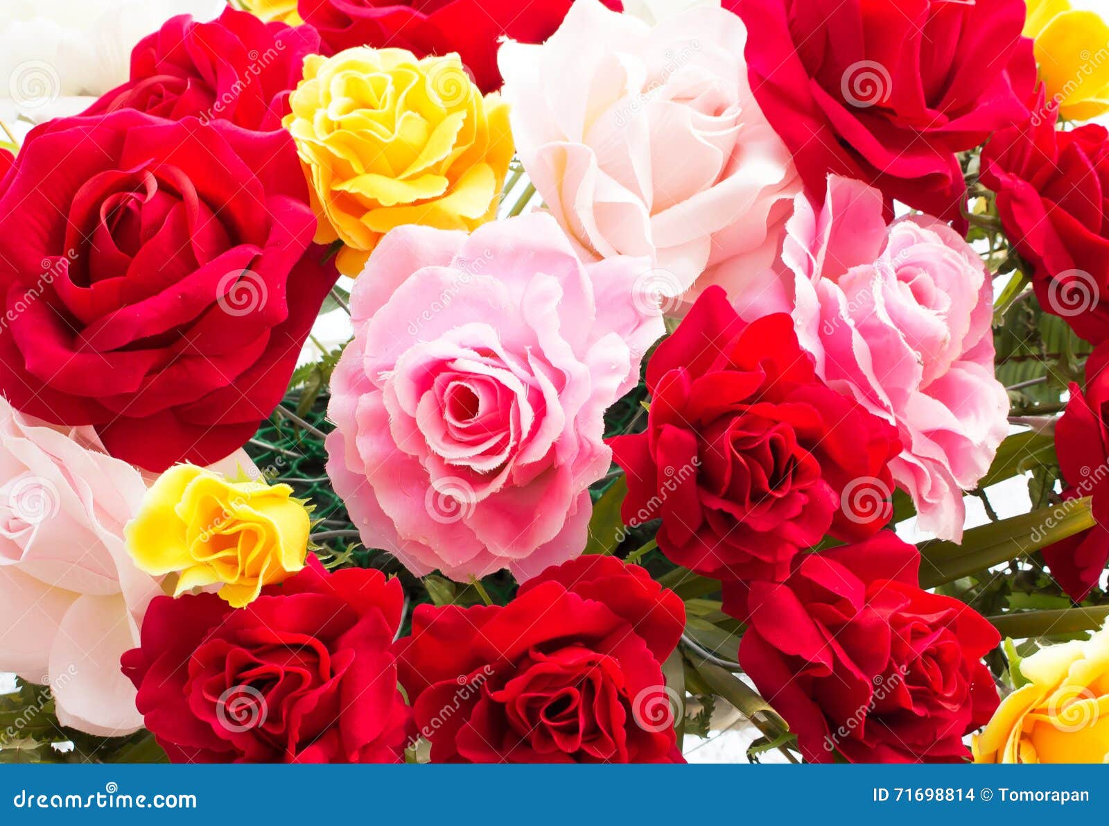 Multicolored roses stock photo. Image of card, catholicism - 71698814