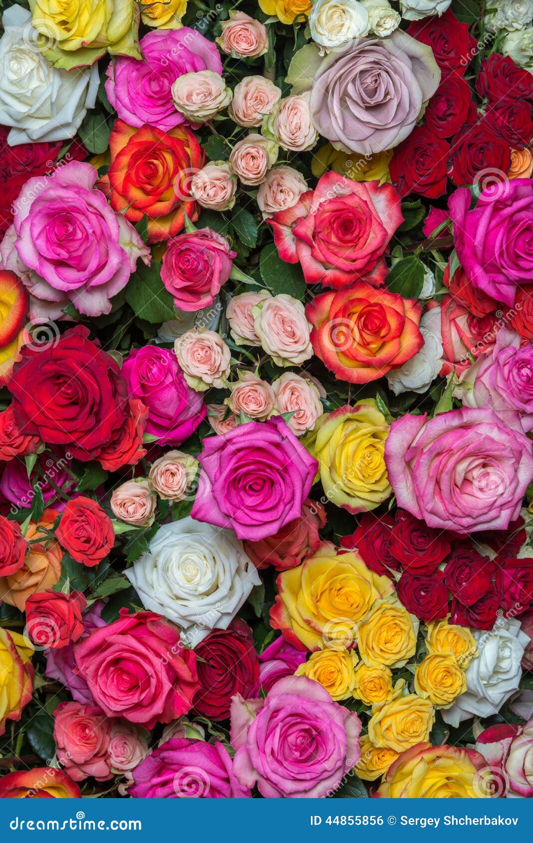 Multicolored roses stock photo. Image of orange, flowers - 44855856