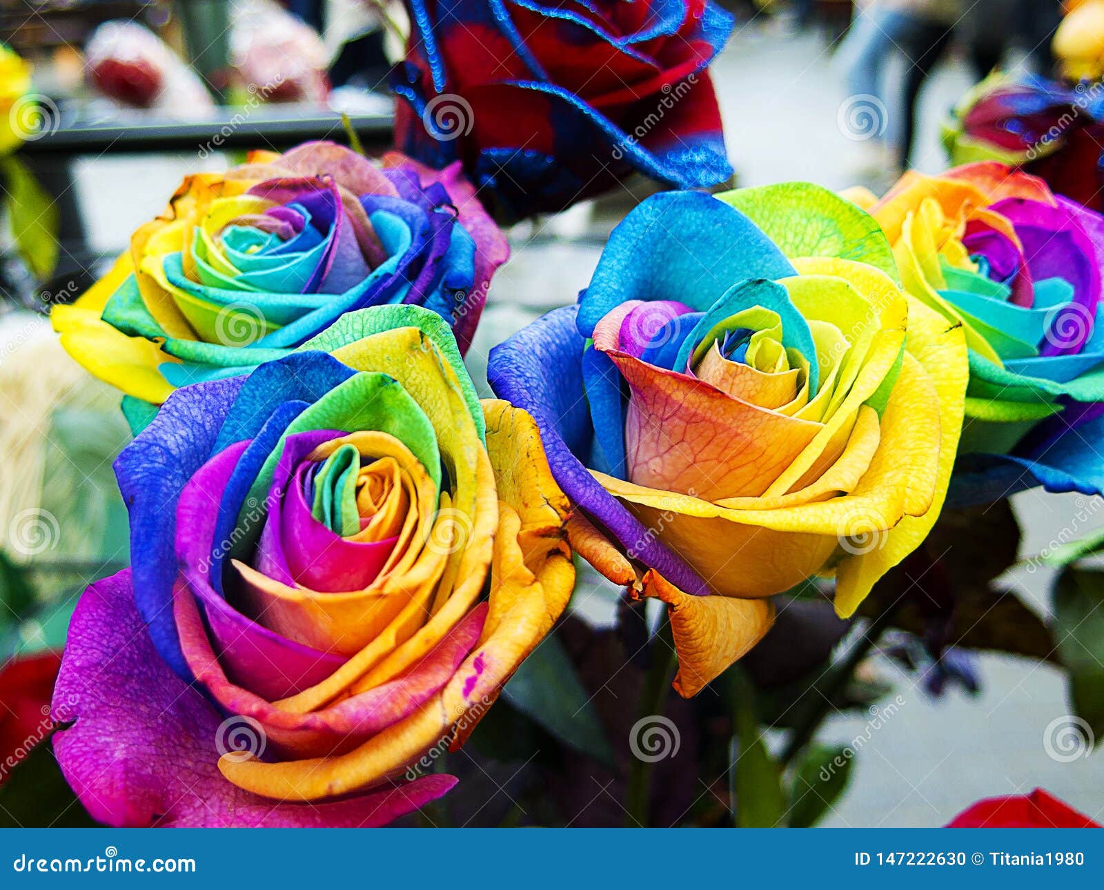 Multicolored and Unique Rainbow Roses Stock Photo - Image of bloom ...