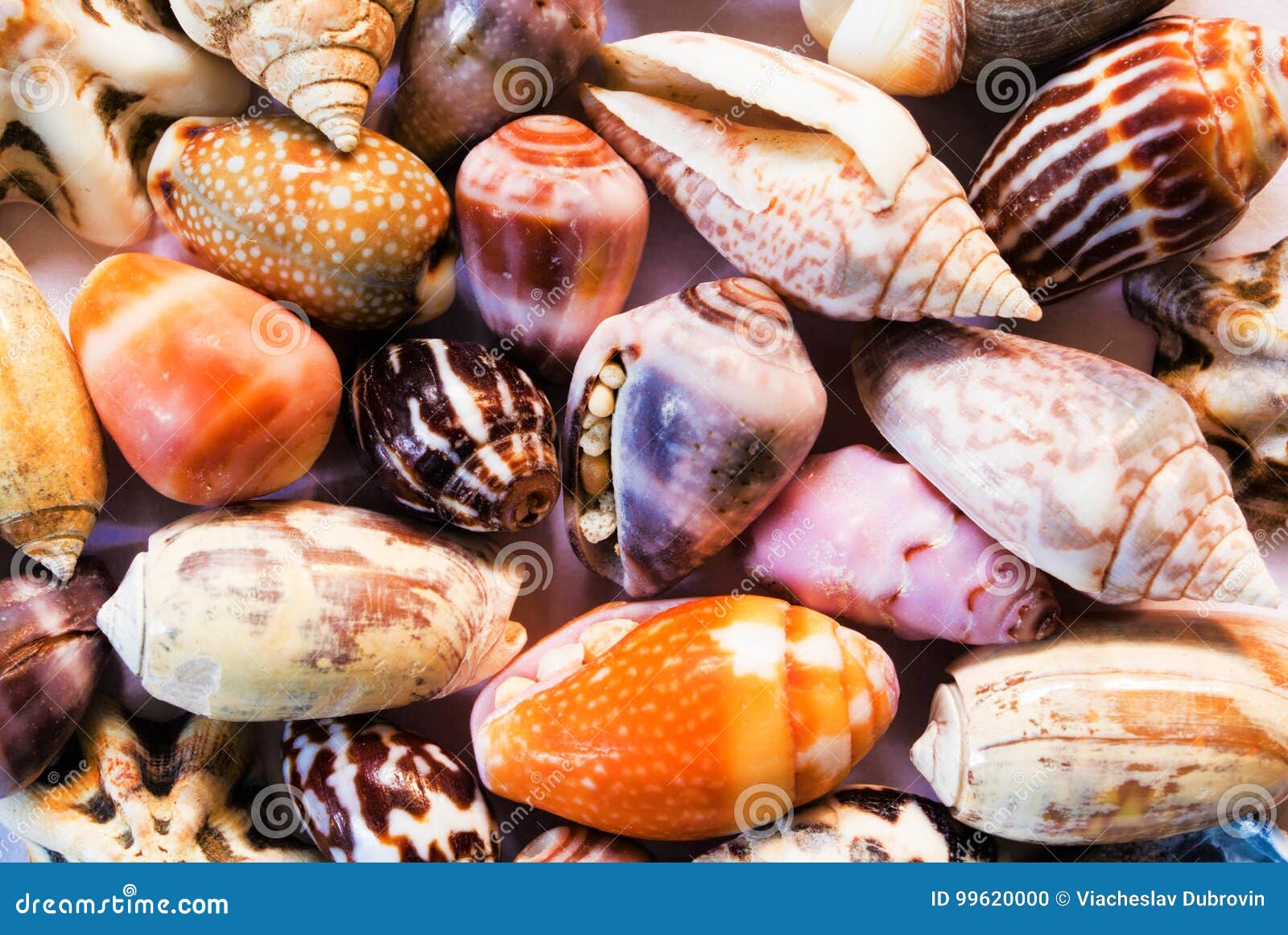 Multicolored Sea Shells Background. Small Shells Closeup. Sea Shell ...
