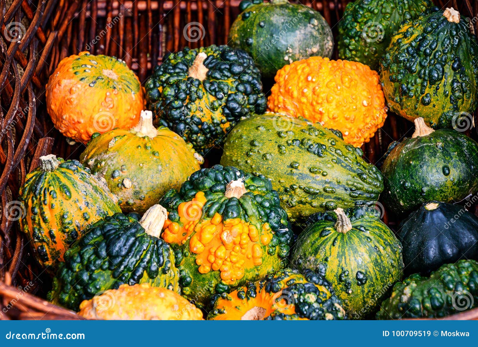Multicolored Small Squashes in Wicker Basket Stock Image - Image of ...