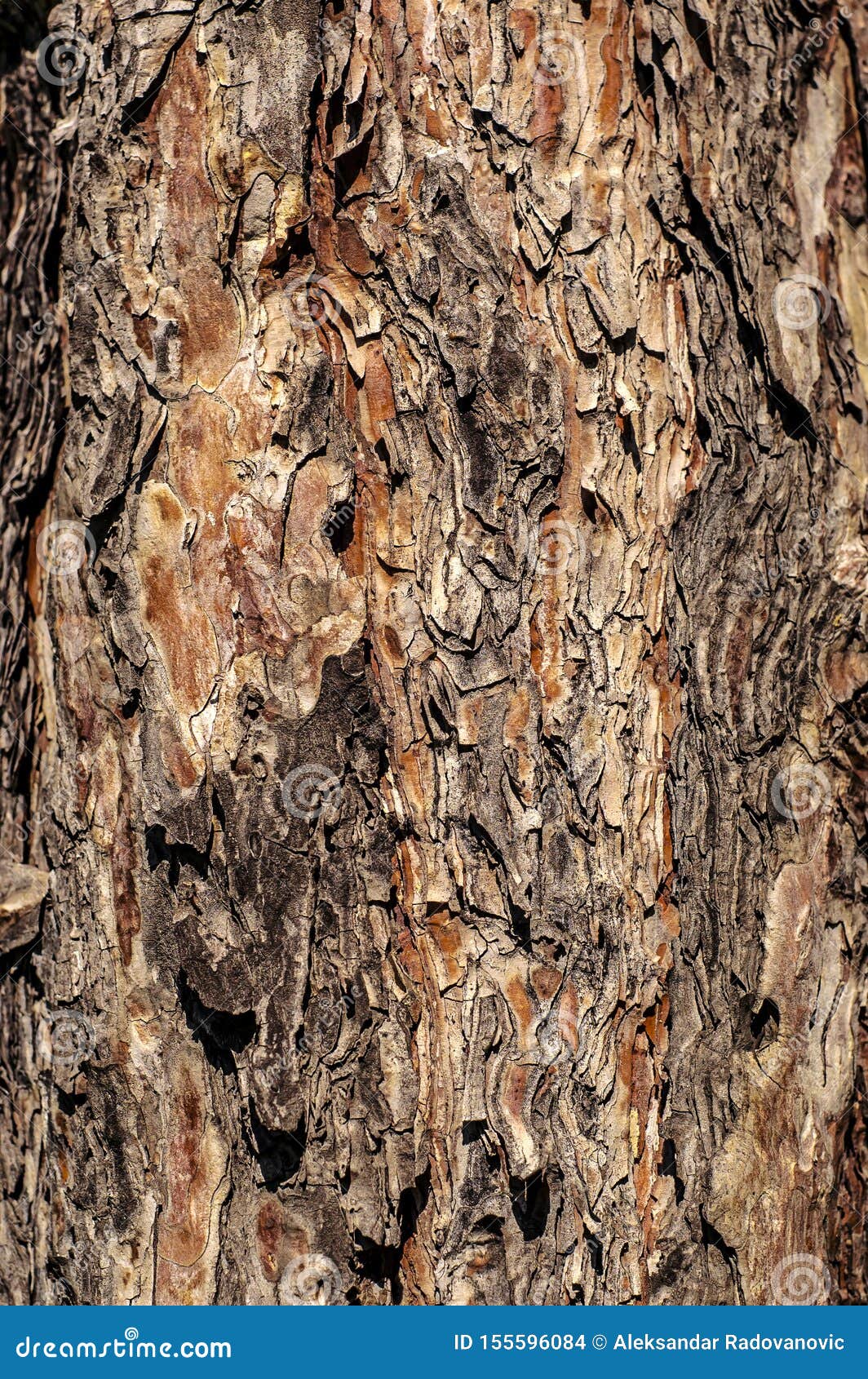 Multicolored Texture of Pine Tree Bark Stock Photo - Image of colorful ...