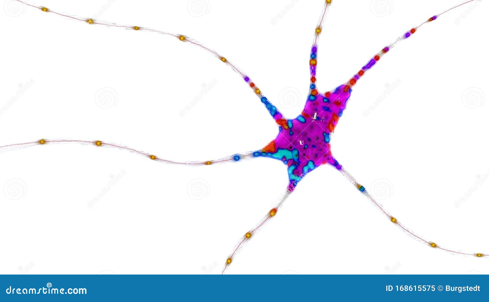 Multicolored and Transmitting Single Nerve Cell or Neuron Stock ...