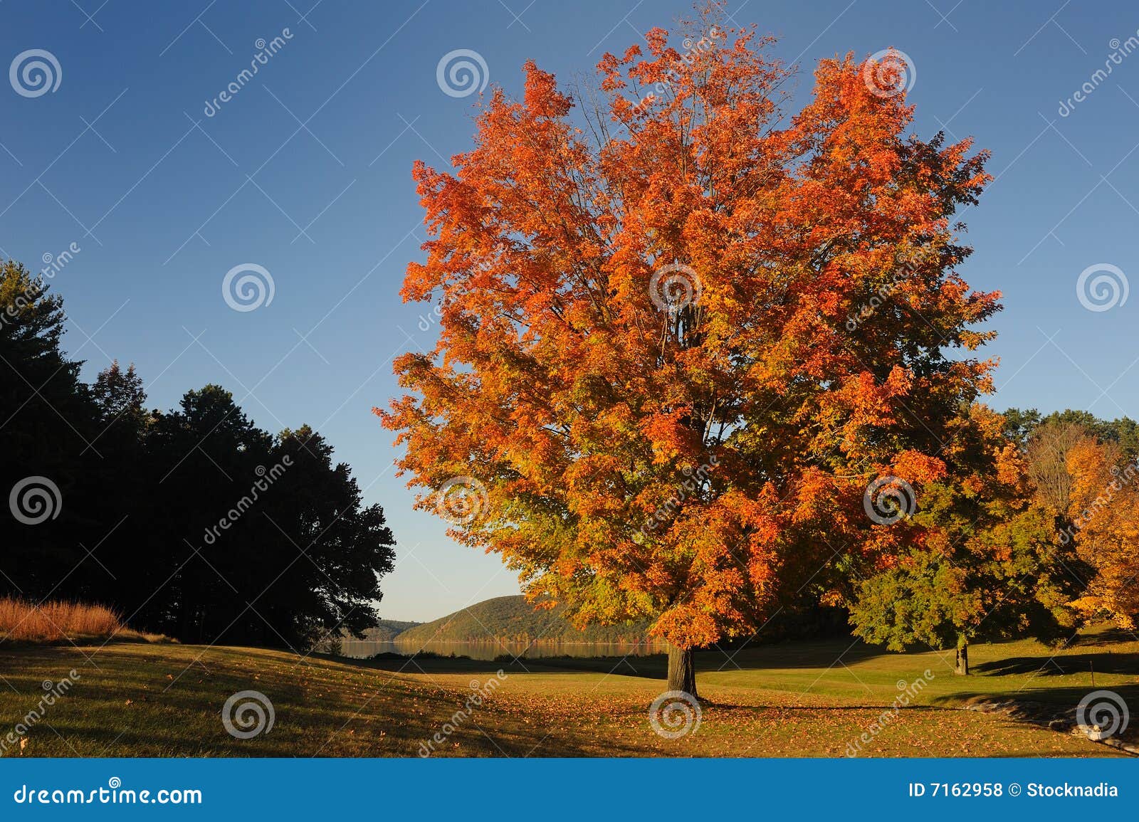 Multicolored tree stock photo. Image of meadow, trees - 7162958
