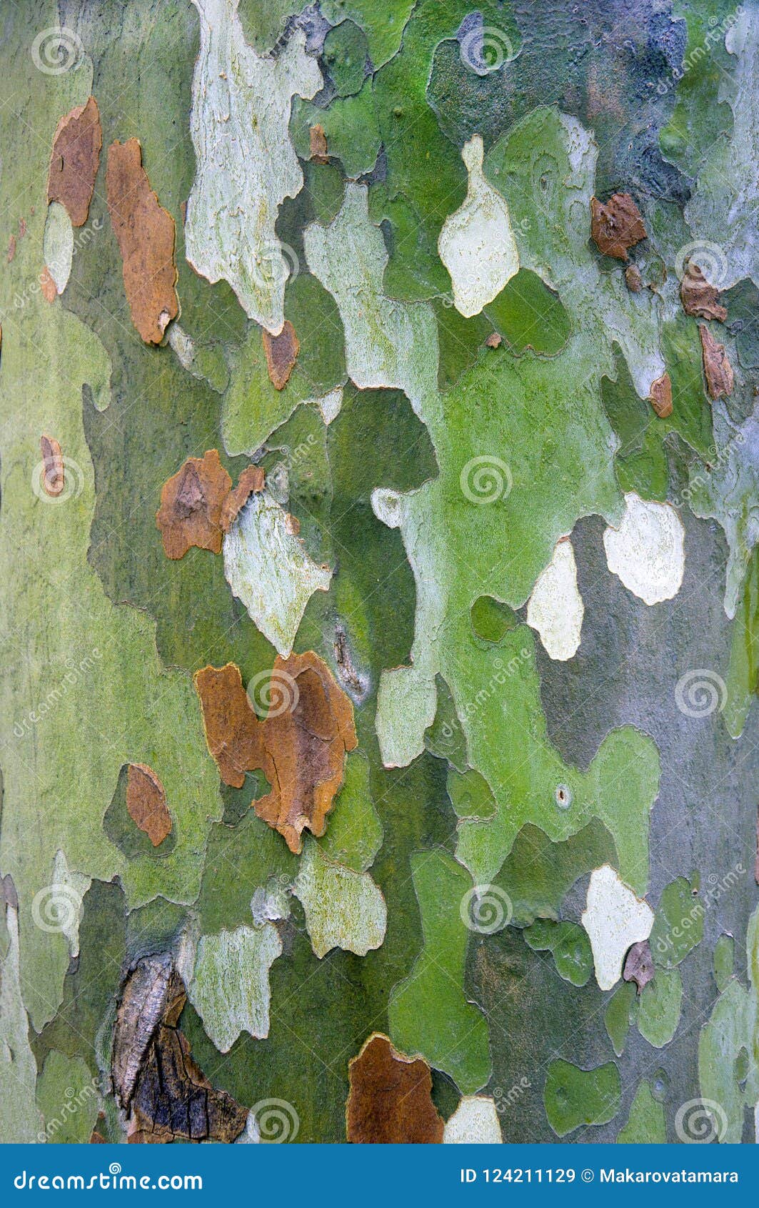 Multicolored Tree Trunk, Macro, Summer Stock Image - Image of summer ...