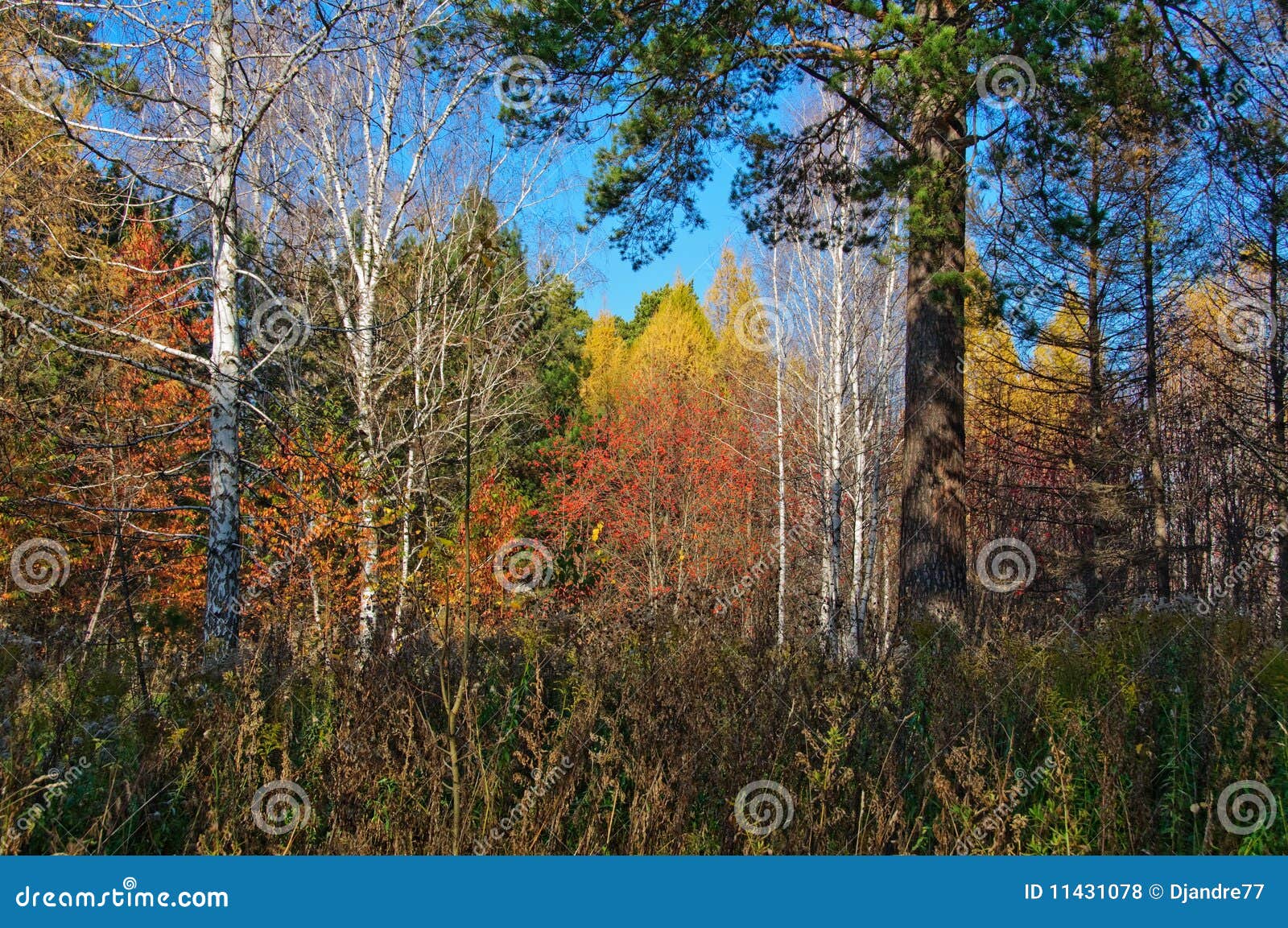 Multicolored Trees in Forest at Autumn Stock Photo - Image of aspen ...