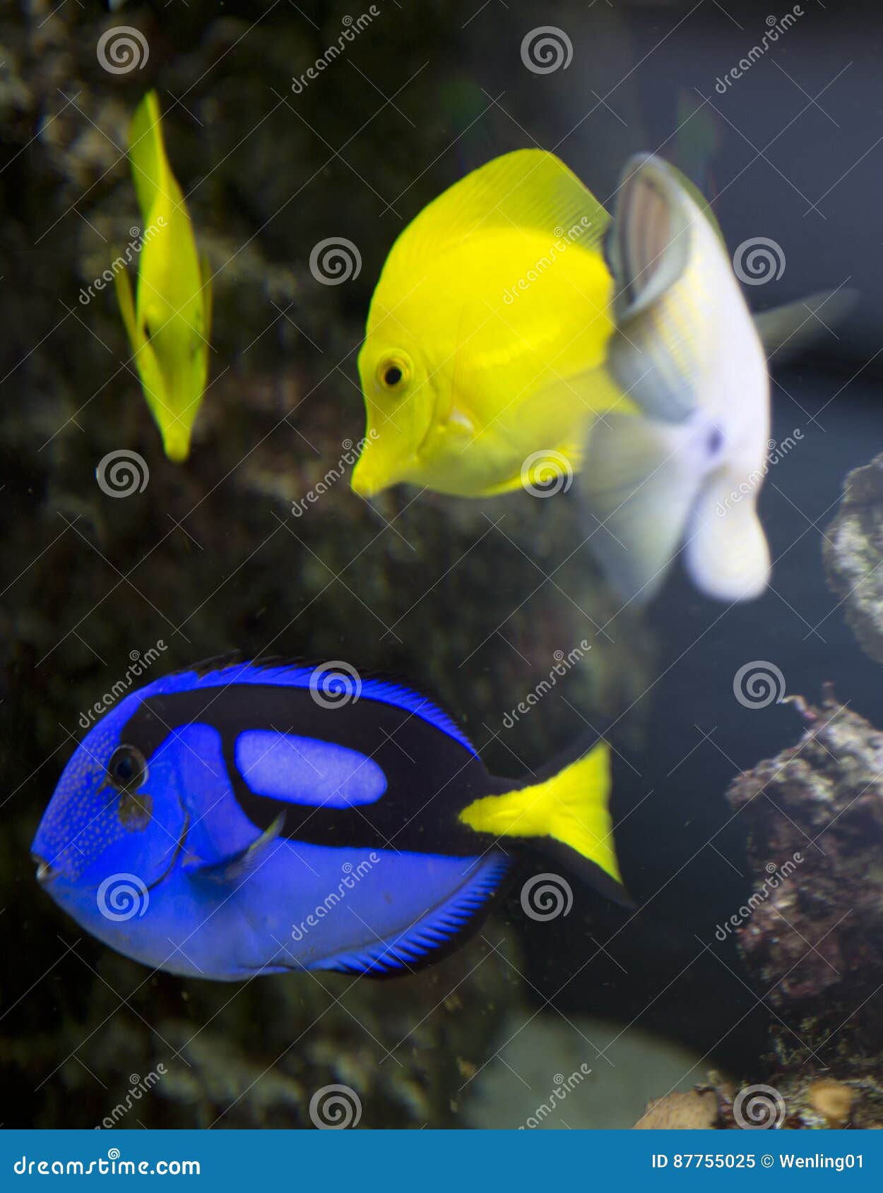 Multicolored tropical fish stock image. Image of animals - 87755025