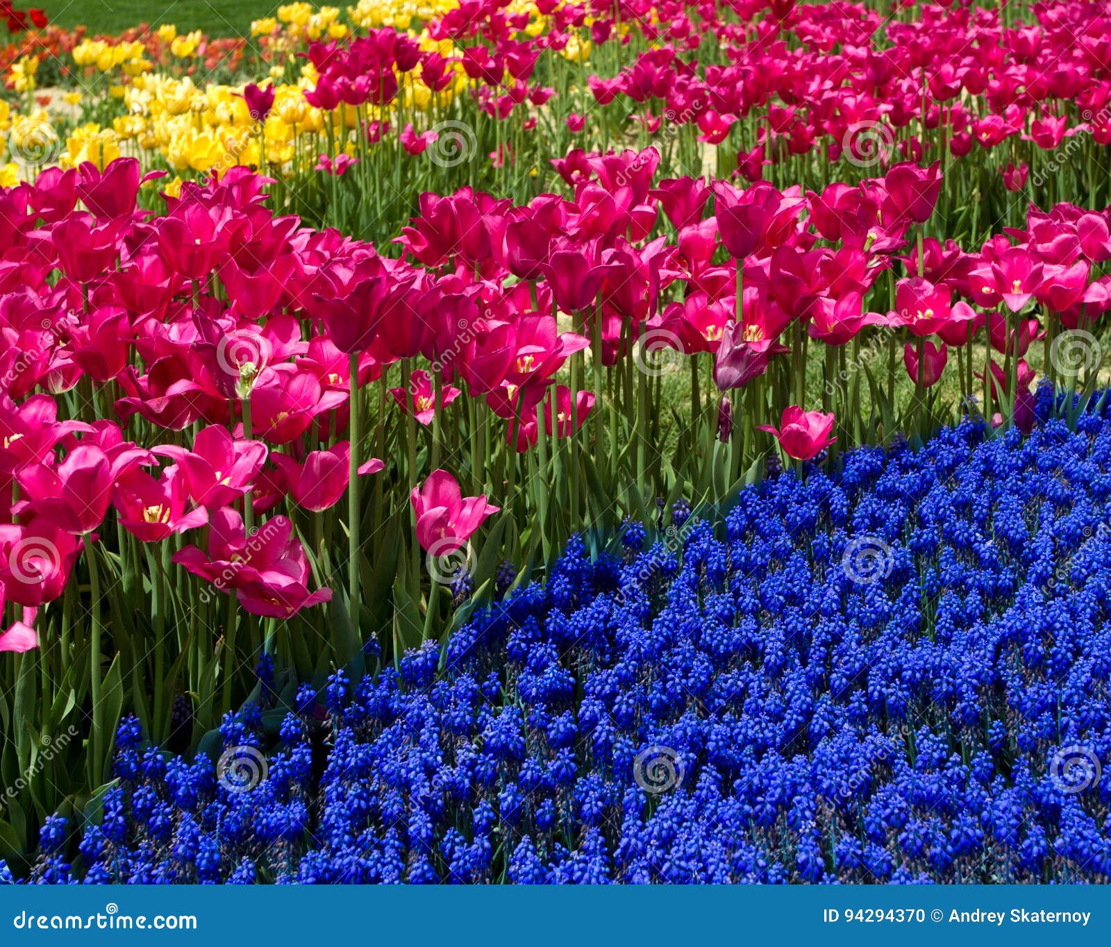 Multicolored Tulips Blossomed in Spring in Turkey Stock Photo - Image ...