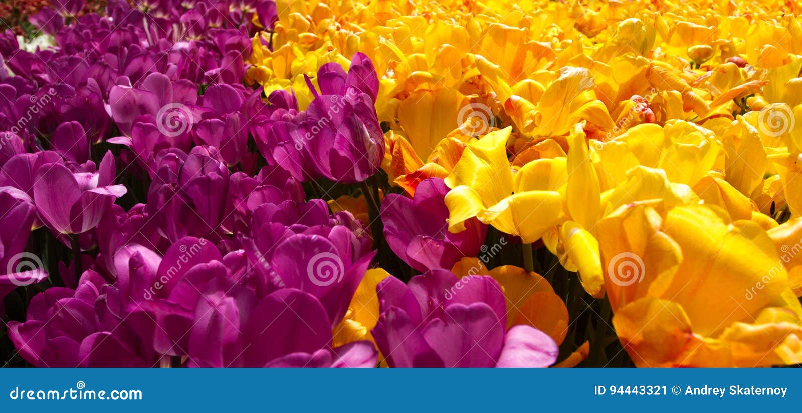 Multicolored Tulips Blossomed in Spring in Turkey Stock Image - Image ...