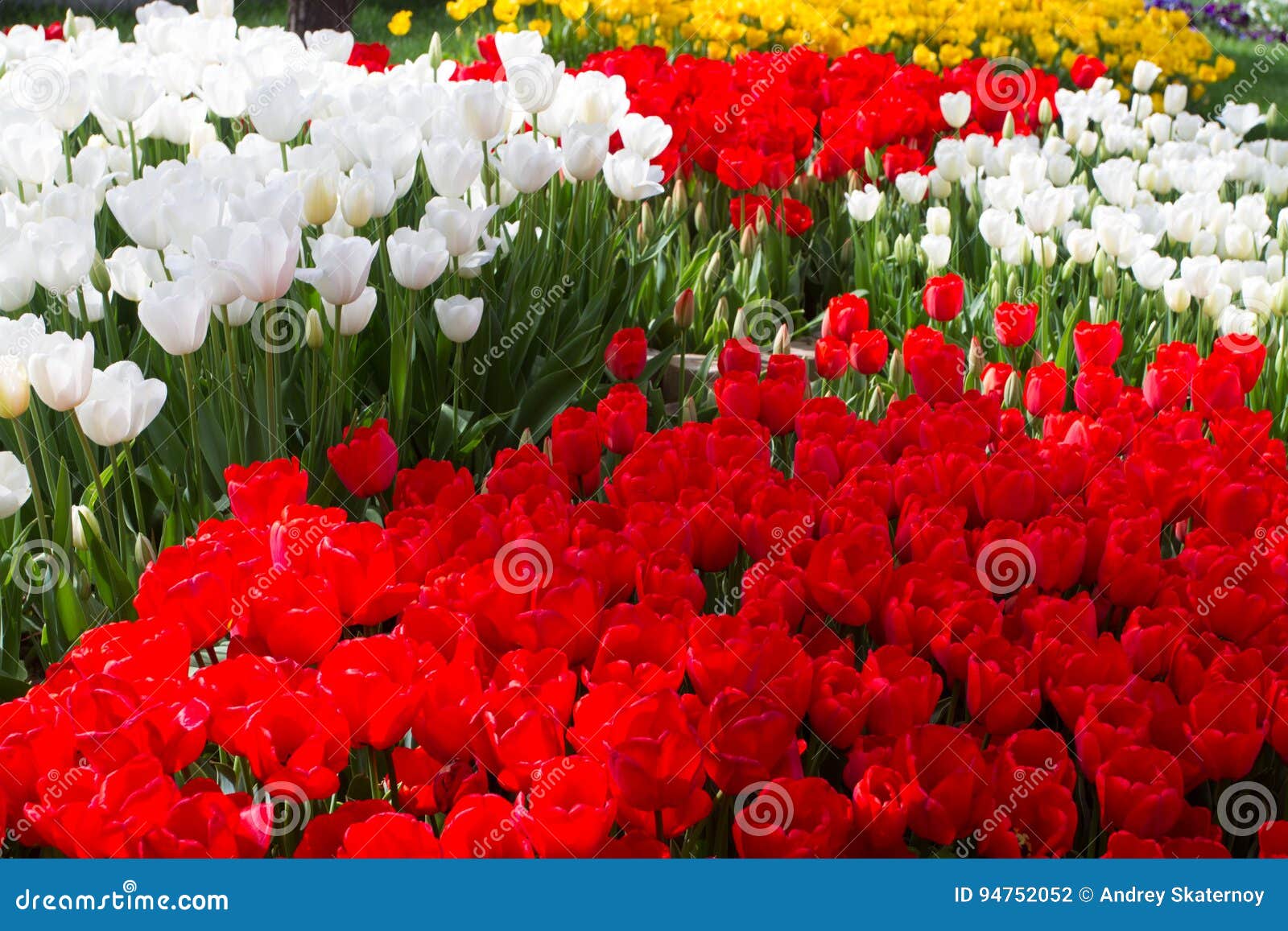 Multicolored Tulips Blossomed in Spring in Turkey Stock Photo - Image ...