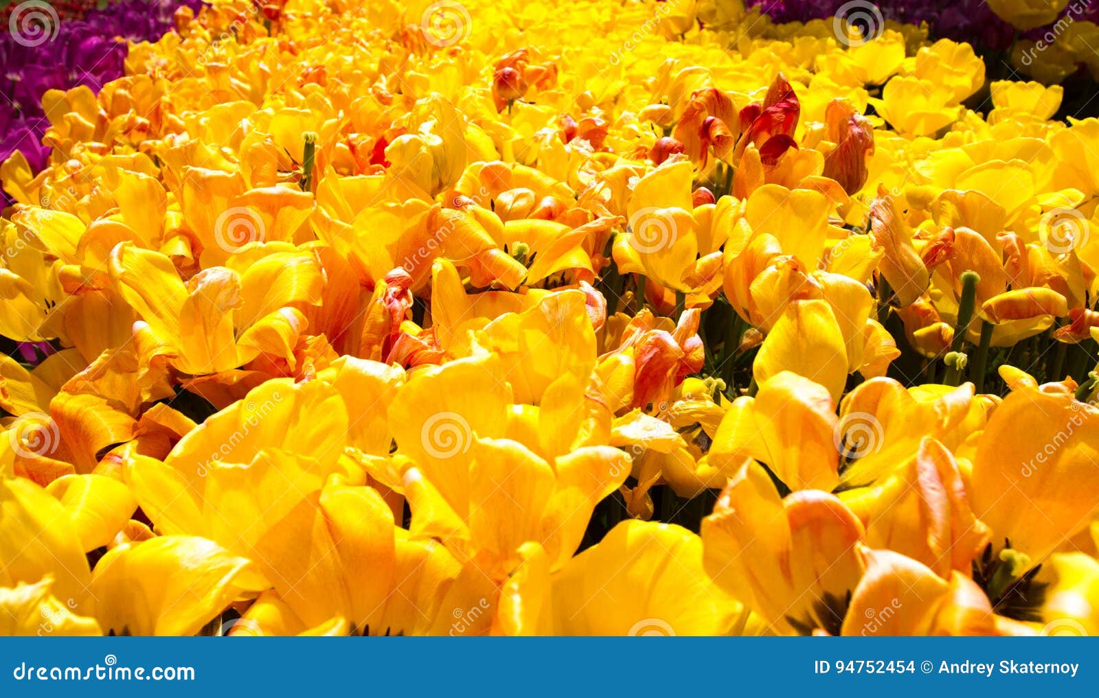 Multicolored Tulips Blossomed in Spring in Turkey Stock Photo - Image ...