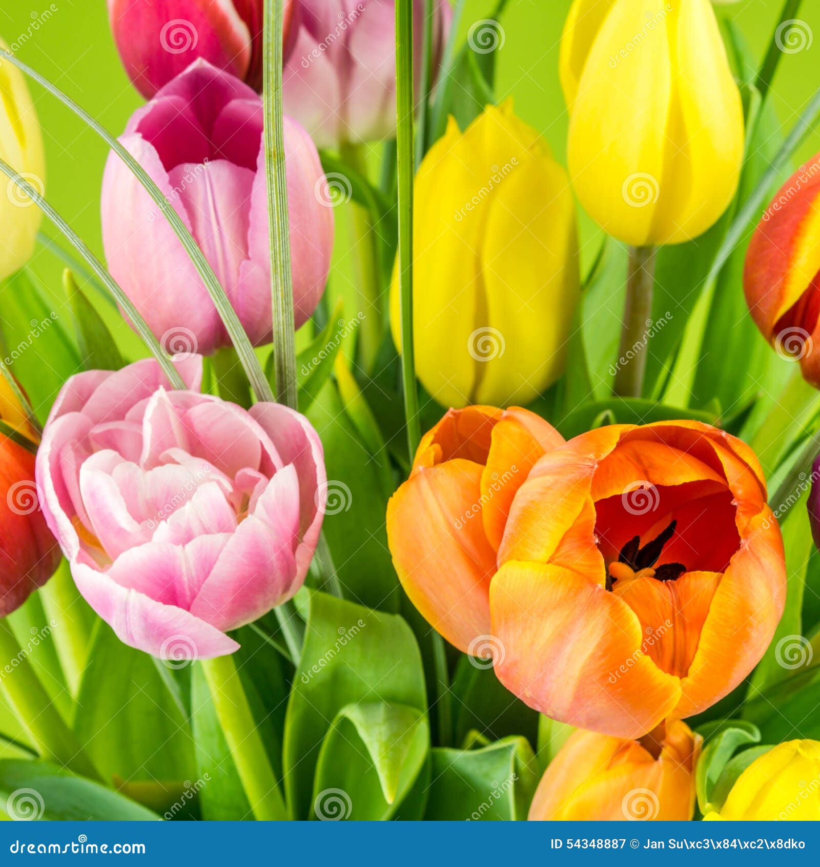 Multicolored Tulips on Green Background Stock Image - Image of bright ...