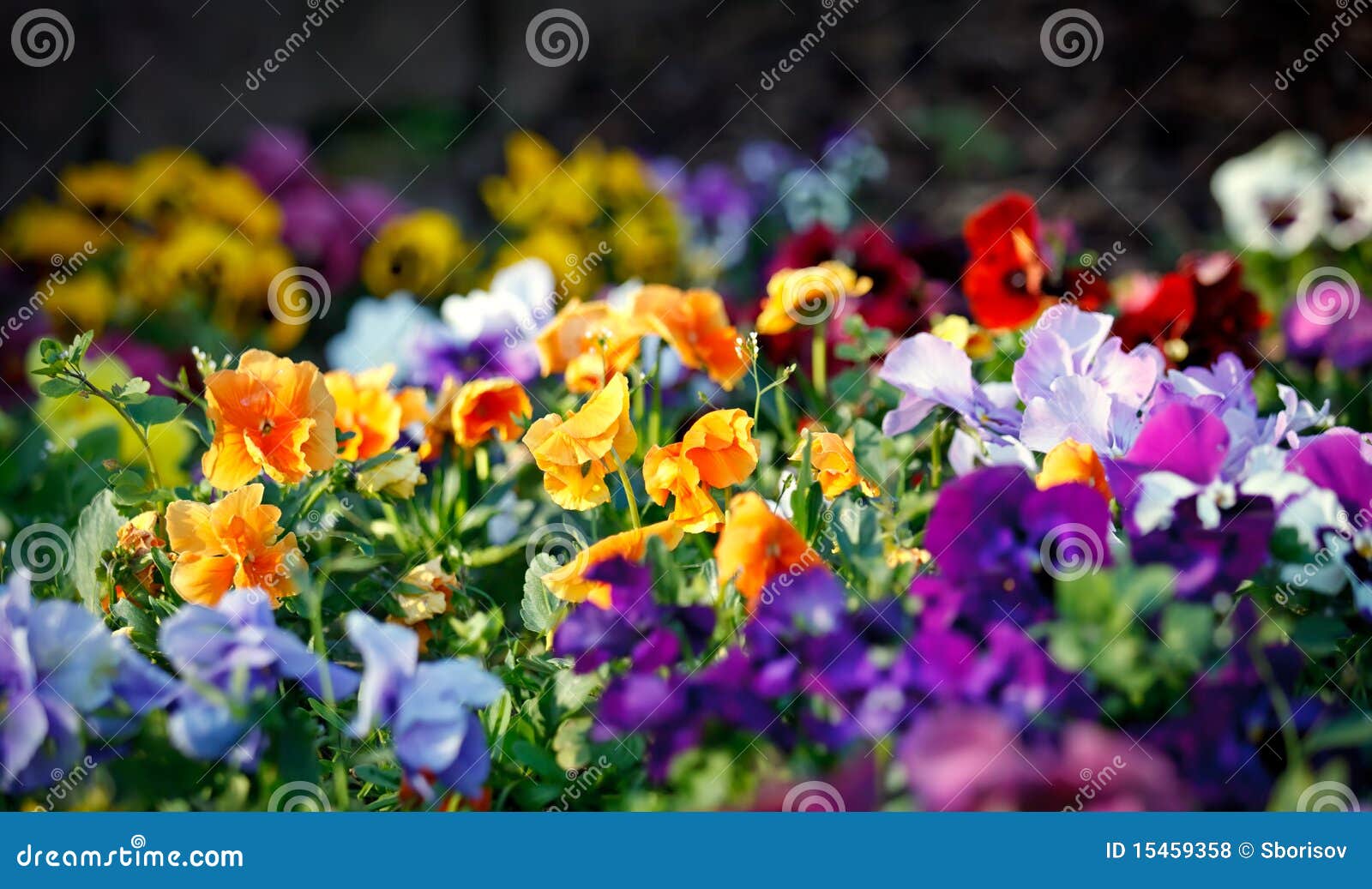 Multicolored Violet Flowers Stock Photo - Image of blossom, orange ...