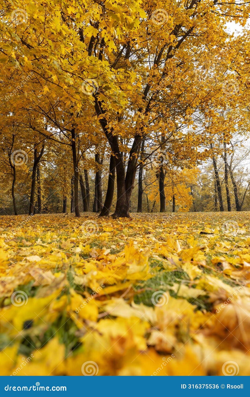 Multicolored Yellowing Maple Foliage during Leaf Fall Stock Photo ...