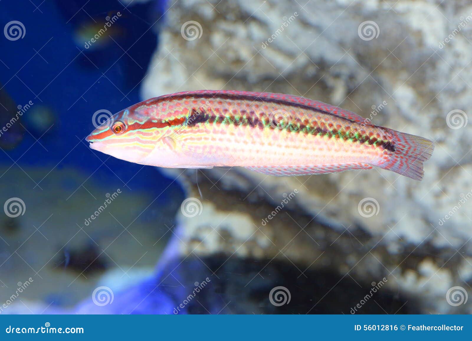 Multicolorfin rainbowfish stock photo. Image of nature - 56012816