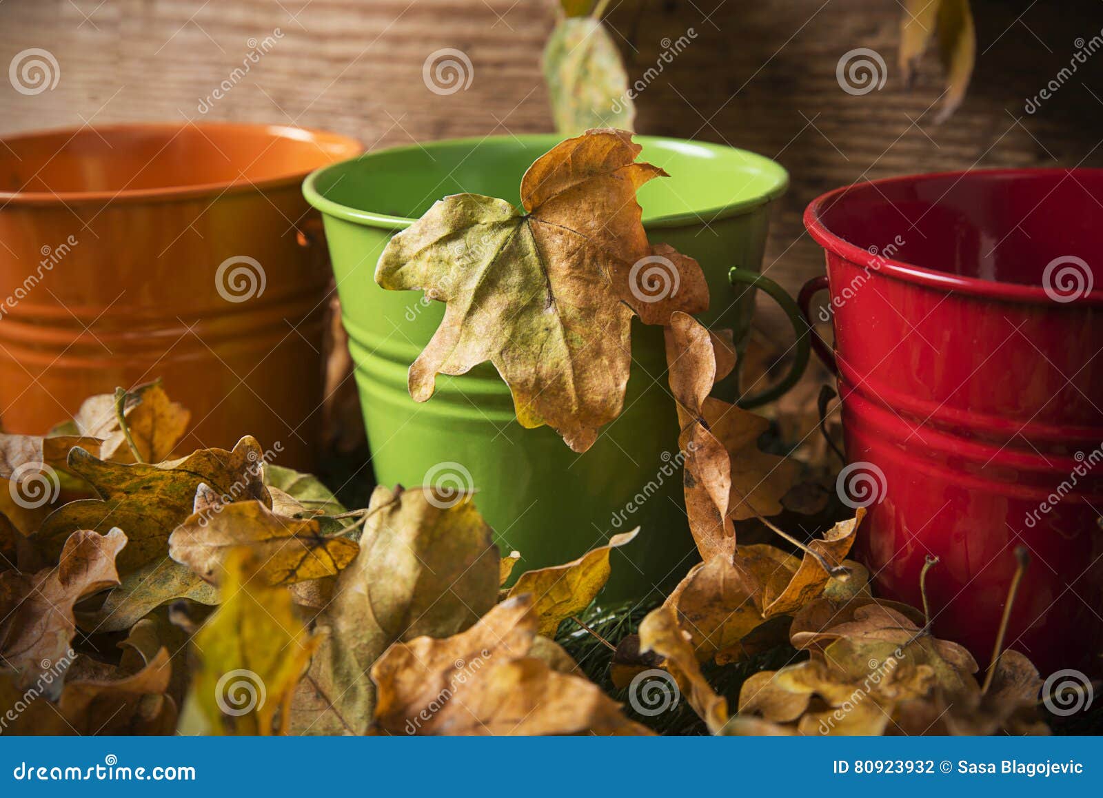 Multicolour Bucket on the Grass Stock Photo - Image of concept, yellow ...