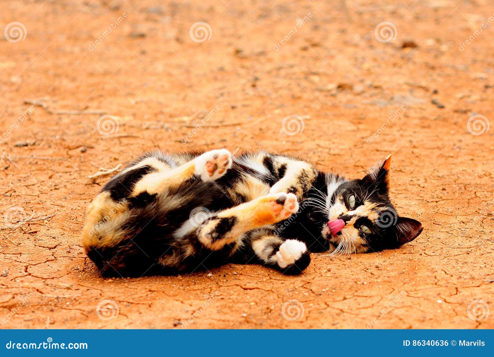 Multicolour cat stock photo. Image of ground, mustache - 86340636