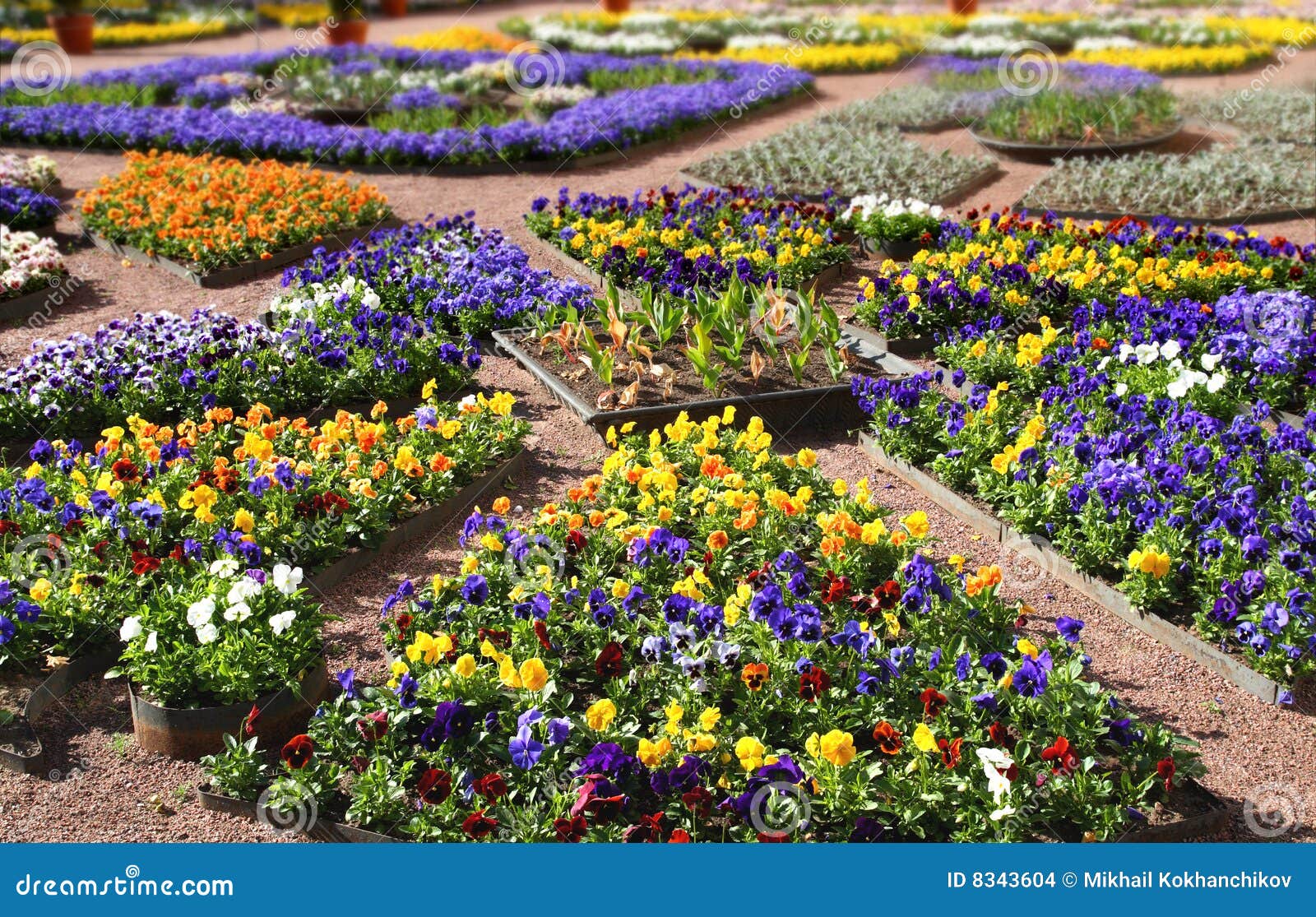 Multicolour flower beds stock photo. Image of ornamental - 8343604