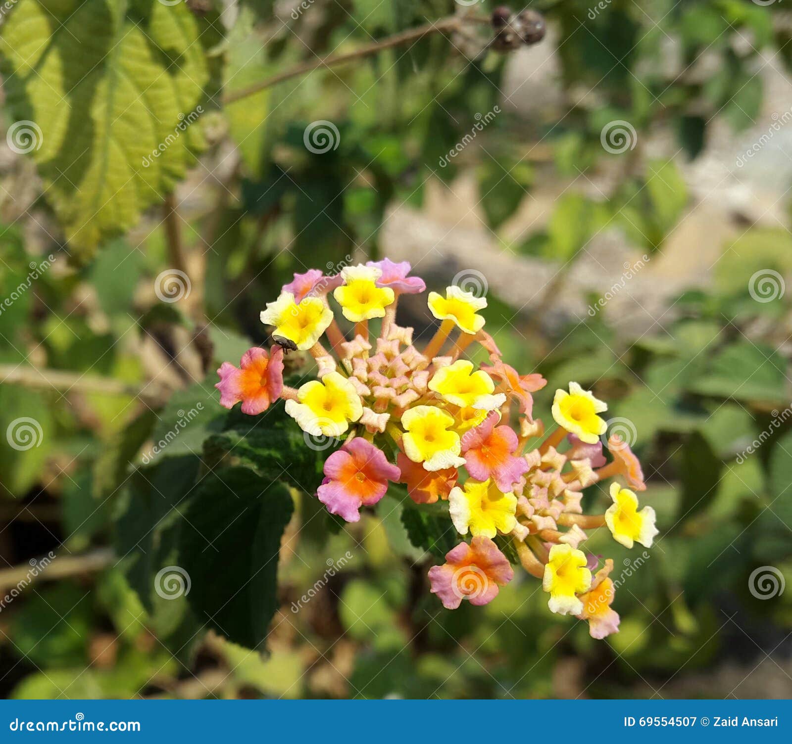 Multicolour flower stock image. Image of nature, flower - 69554507