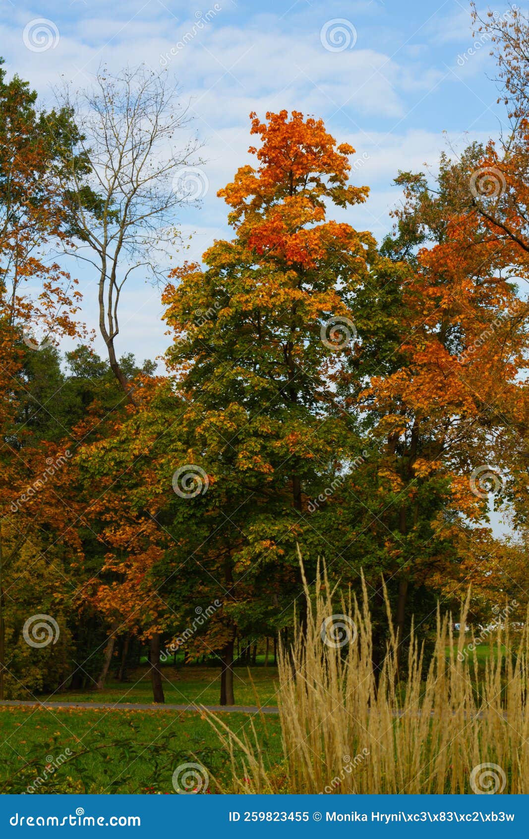 Multicolour Autumn in the Public Park Stock Image - Image of trees ...