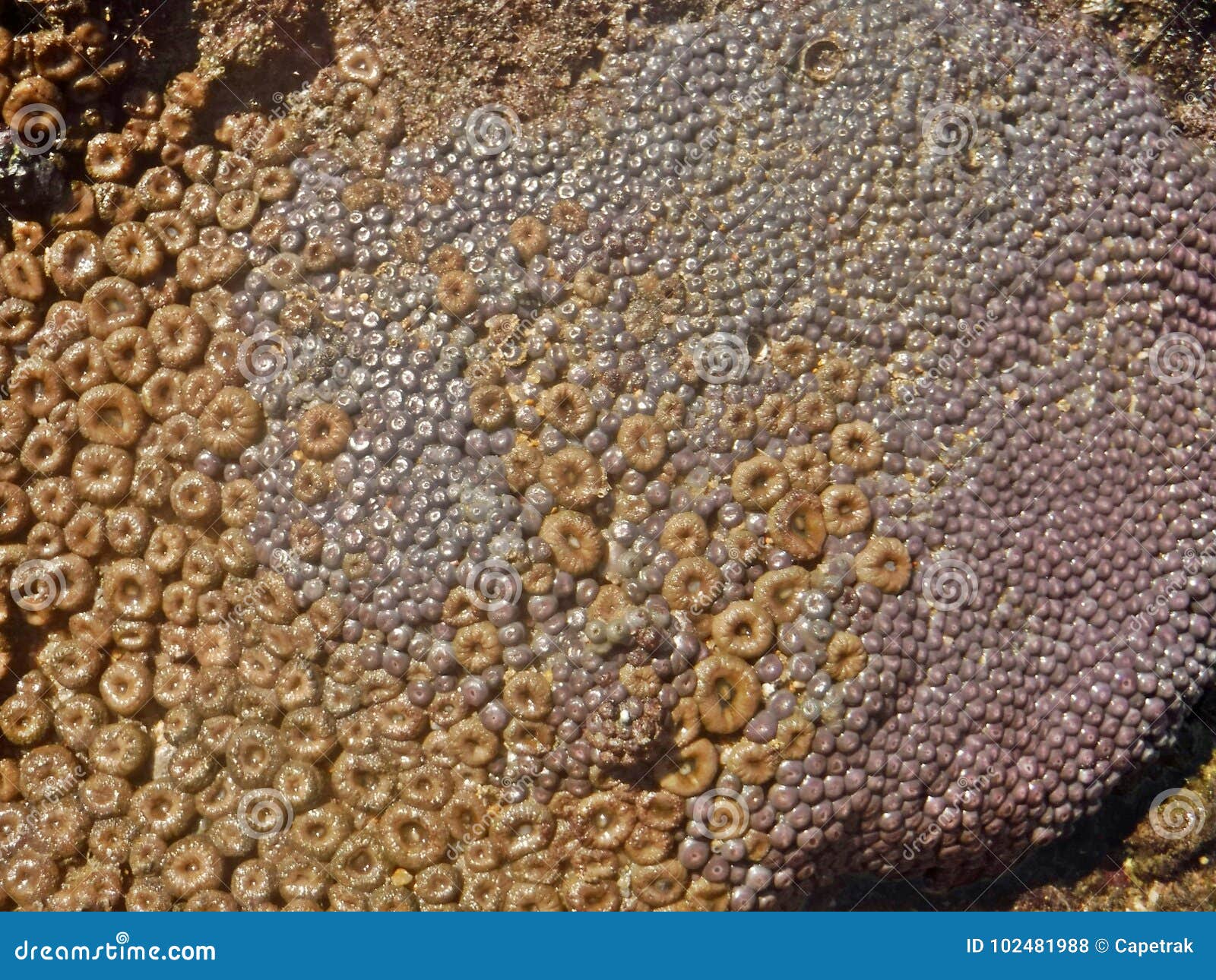 Multicolour sea sponge stock photo. Image of spore, coast - 102481988