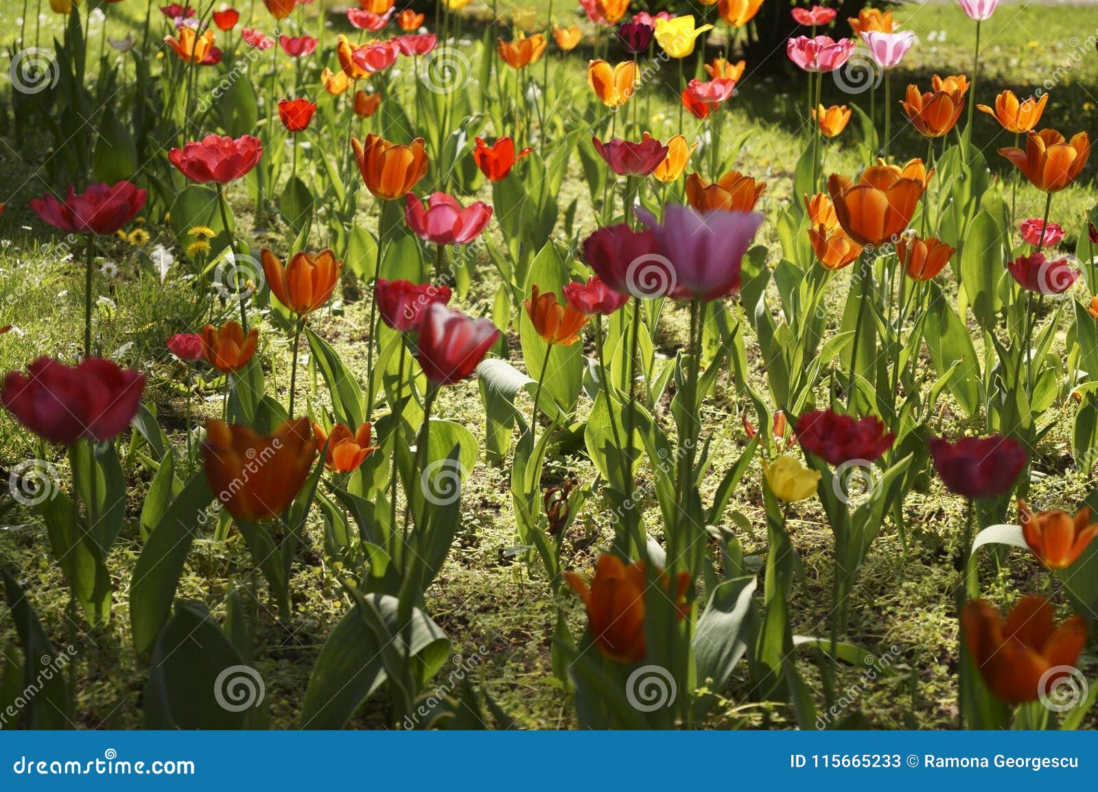 Multicolour Tulips Growing in the Garden Stock Image - Image of ...