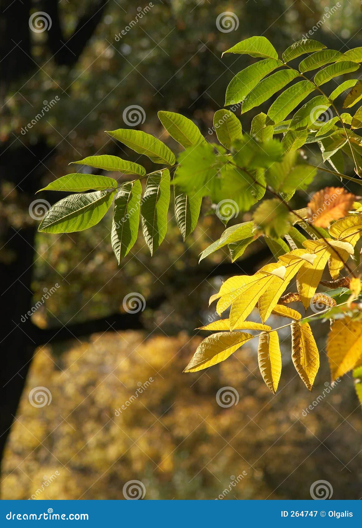 Multicoloured branch stock image. Image of color, colour - 264747