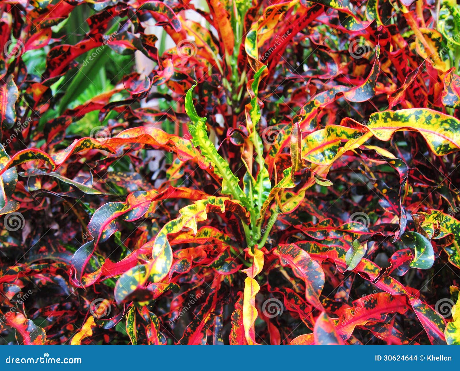 Multicoloured foliage stock photo. Image of nature, leaves - 30624644