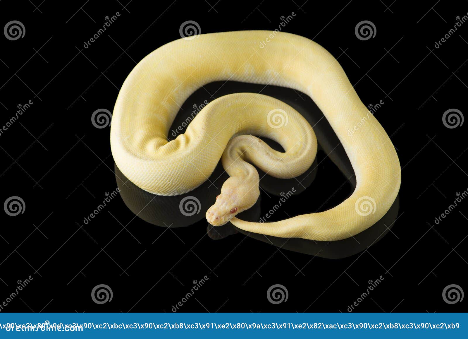 Multicoloured Snake Ball Royal Python Isolated on Black Background ...