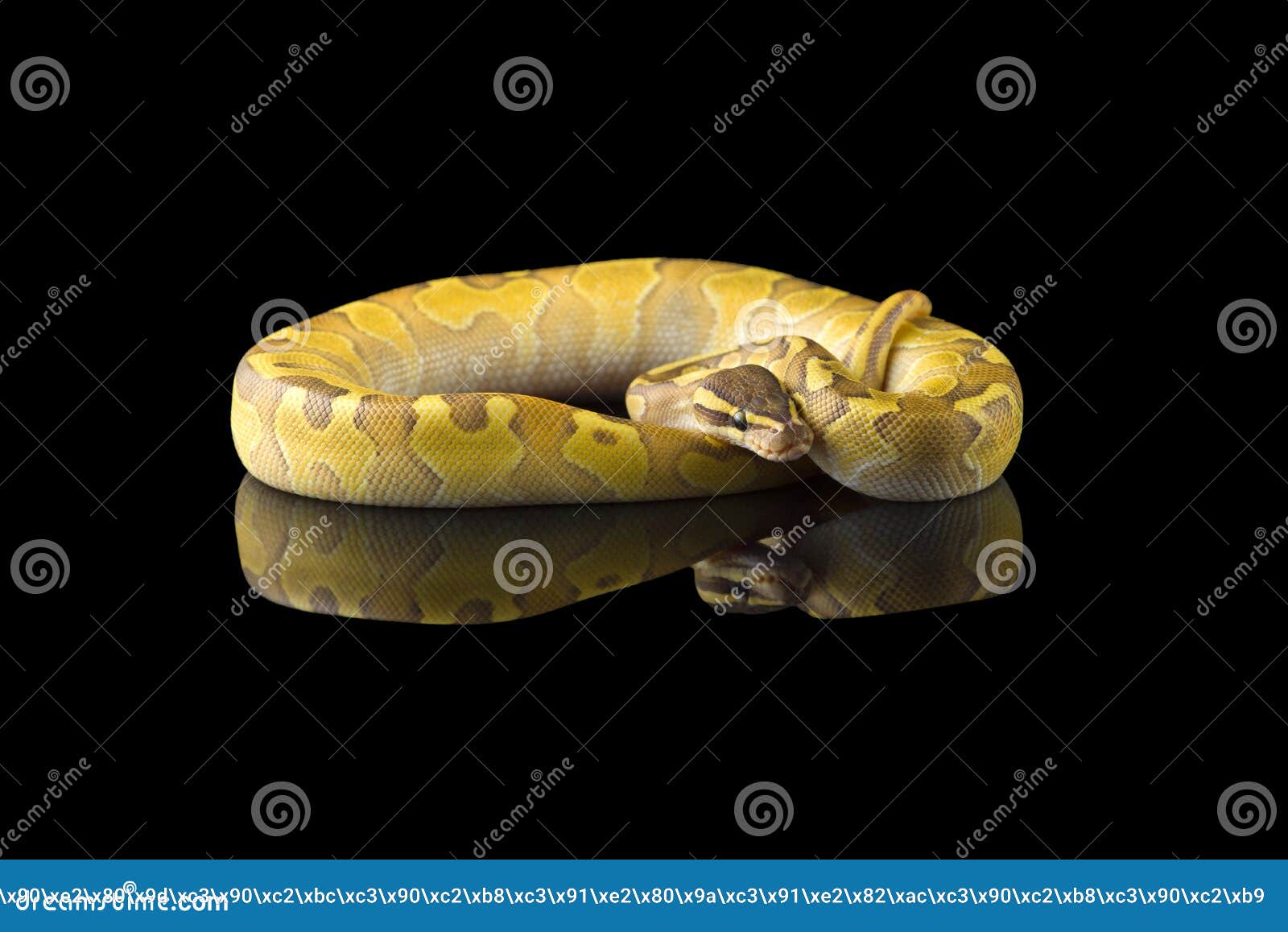 Multicoloured Snake Ball Royal Python Isolated on Black Background ...