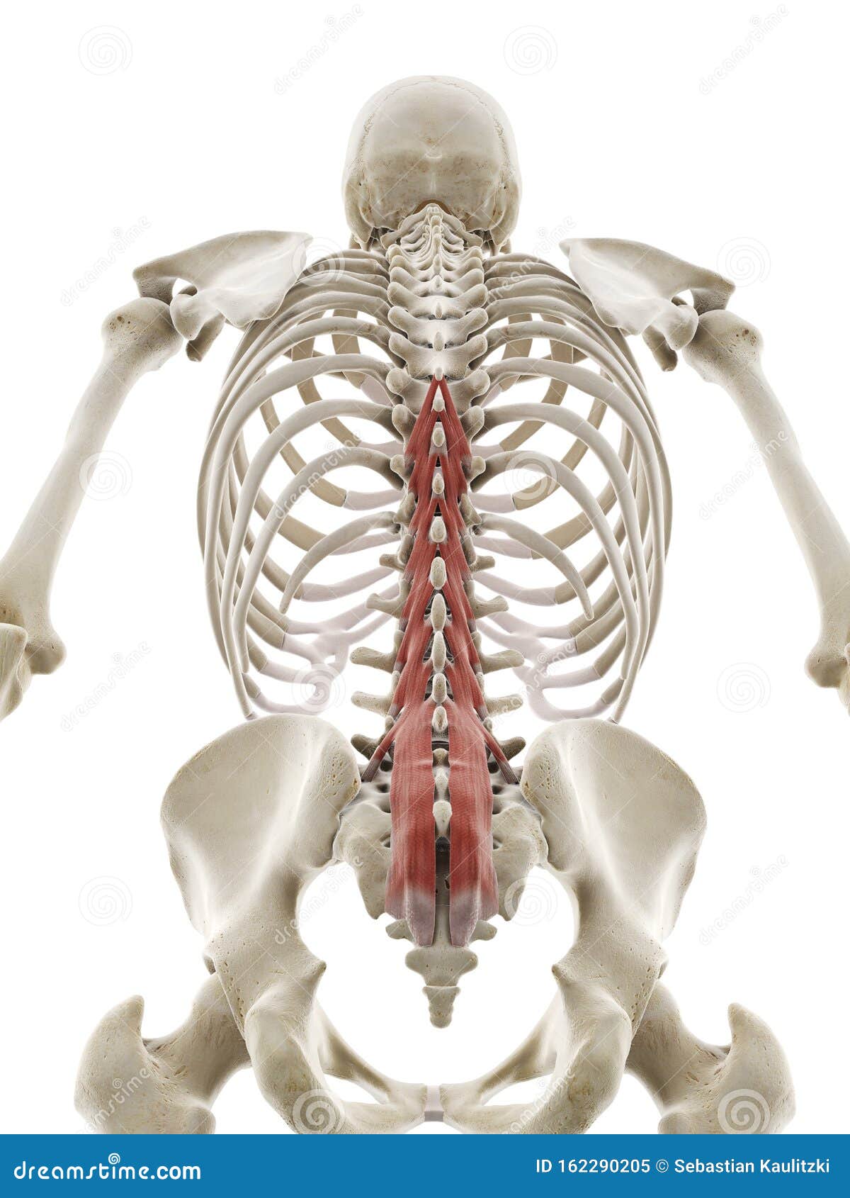 3d Illustration Of The Multifidus Muscles On Xray Musculature ...