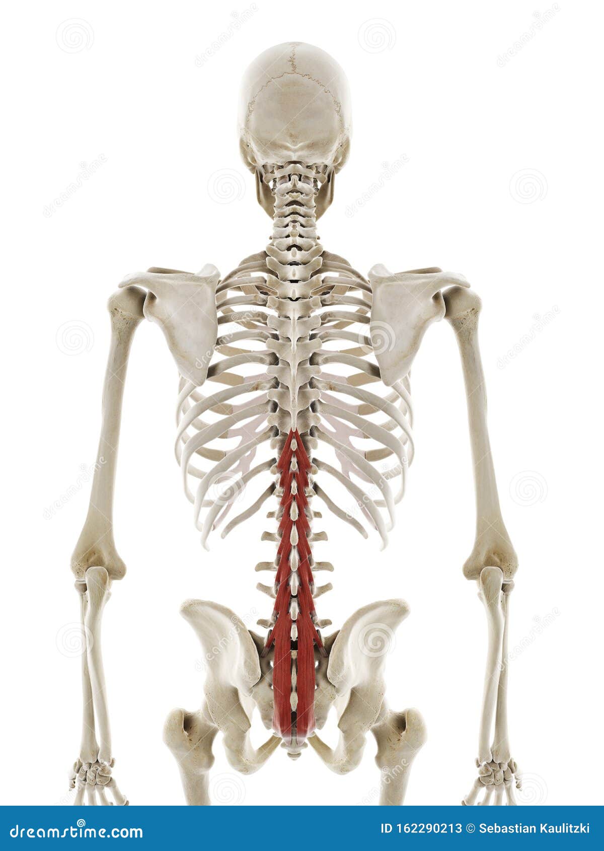 The multifidus stock illustration. Illustration of multifidus - 162290213