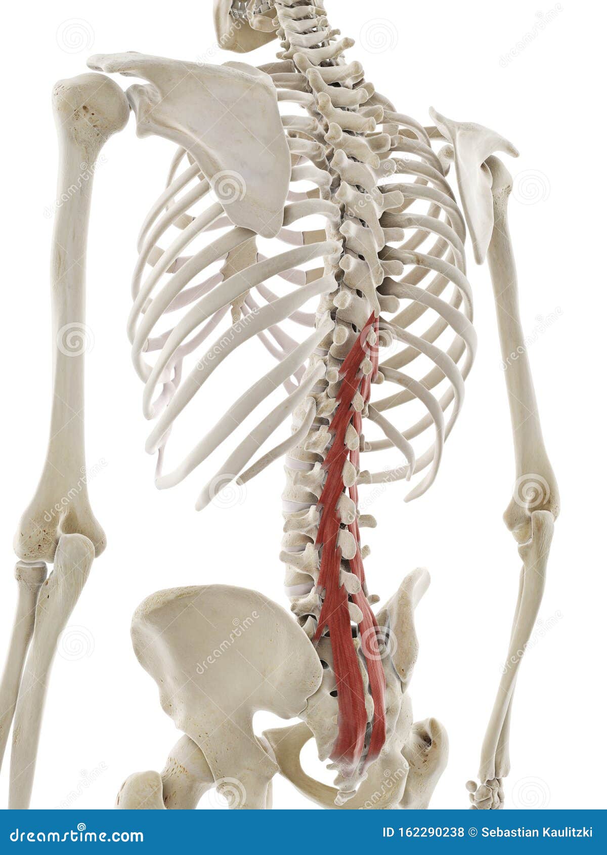 3d Illustration Of The Multifidus Muscles On Xray Musculature ...