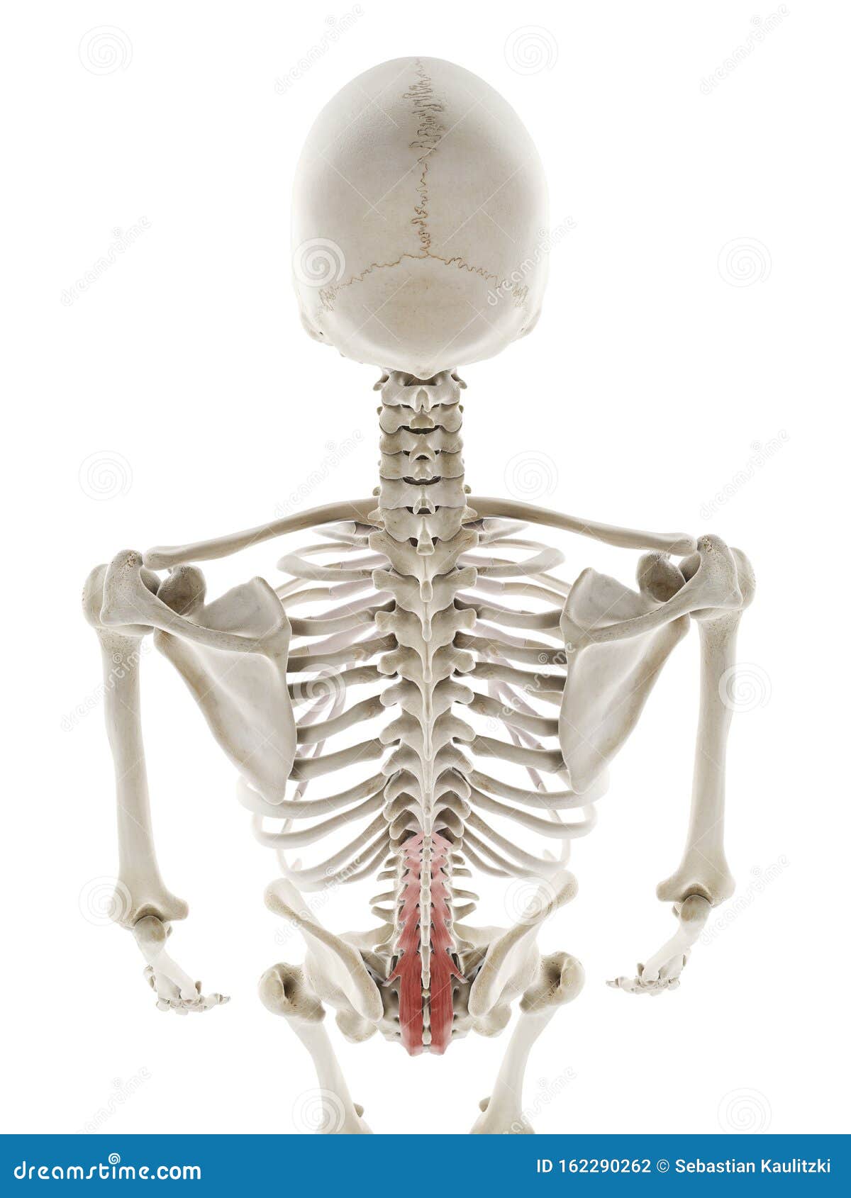 3d Illustration Of The Multifidus Muscles On Xray Musculature ...