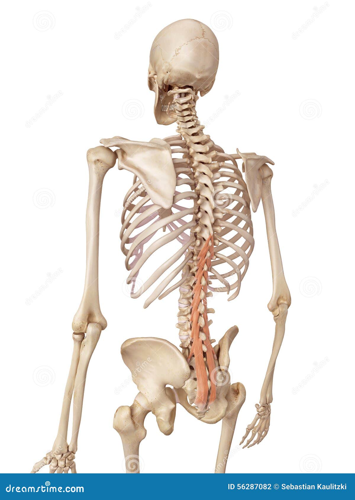 The multifidus stock illustration. Illustration of biomedical - 56287082