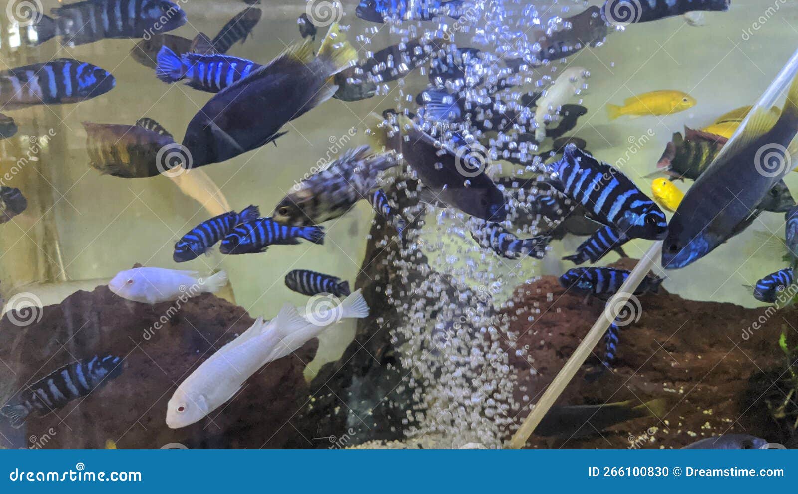 Multifish Stock Photos - Free & Royalty-Free Stock Photos from Dreamstime