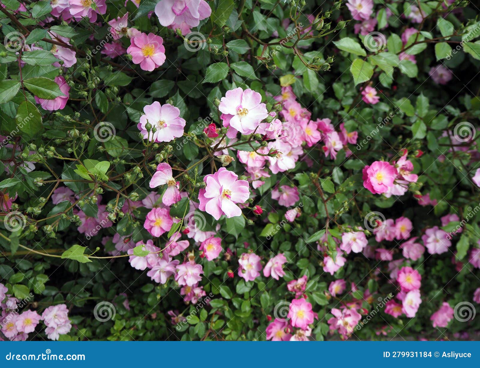 Multiflora rosa stock photo. Image of cultivated, shrub - 279931184