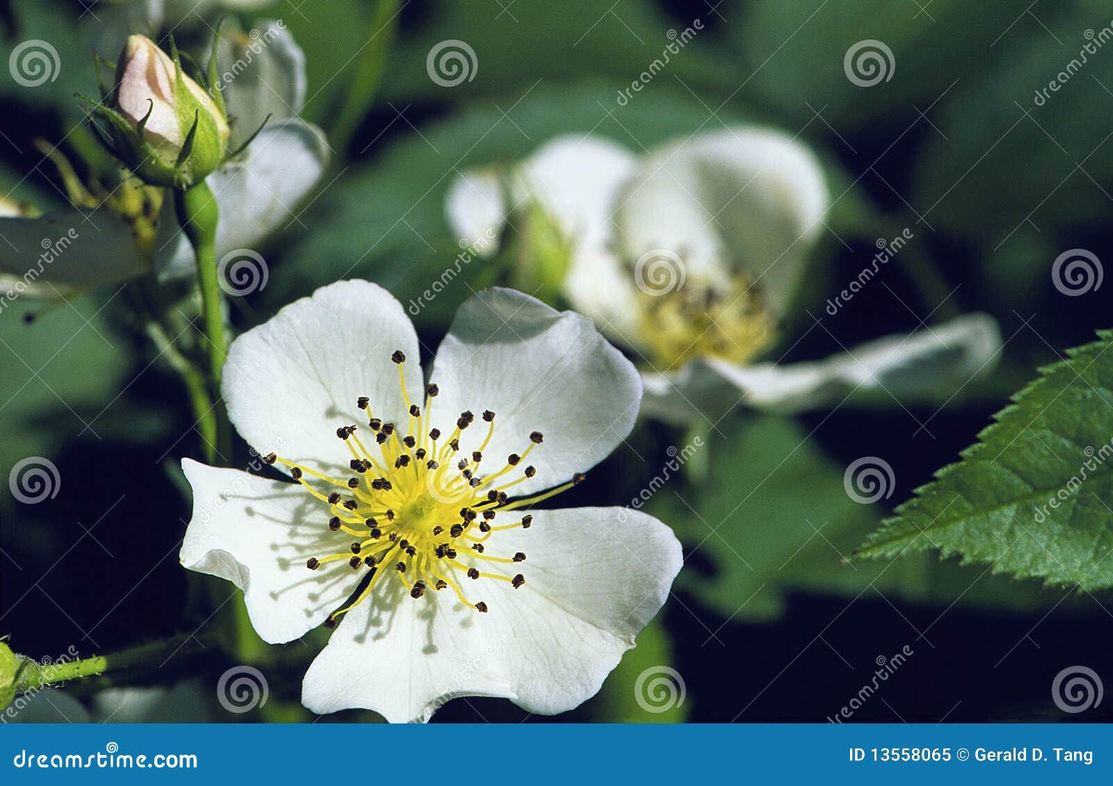 White Multiflora Rose Bush Rosa Polyantha, Also Known As Seven-Sisters ...