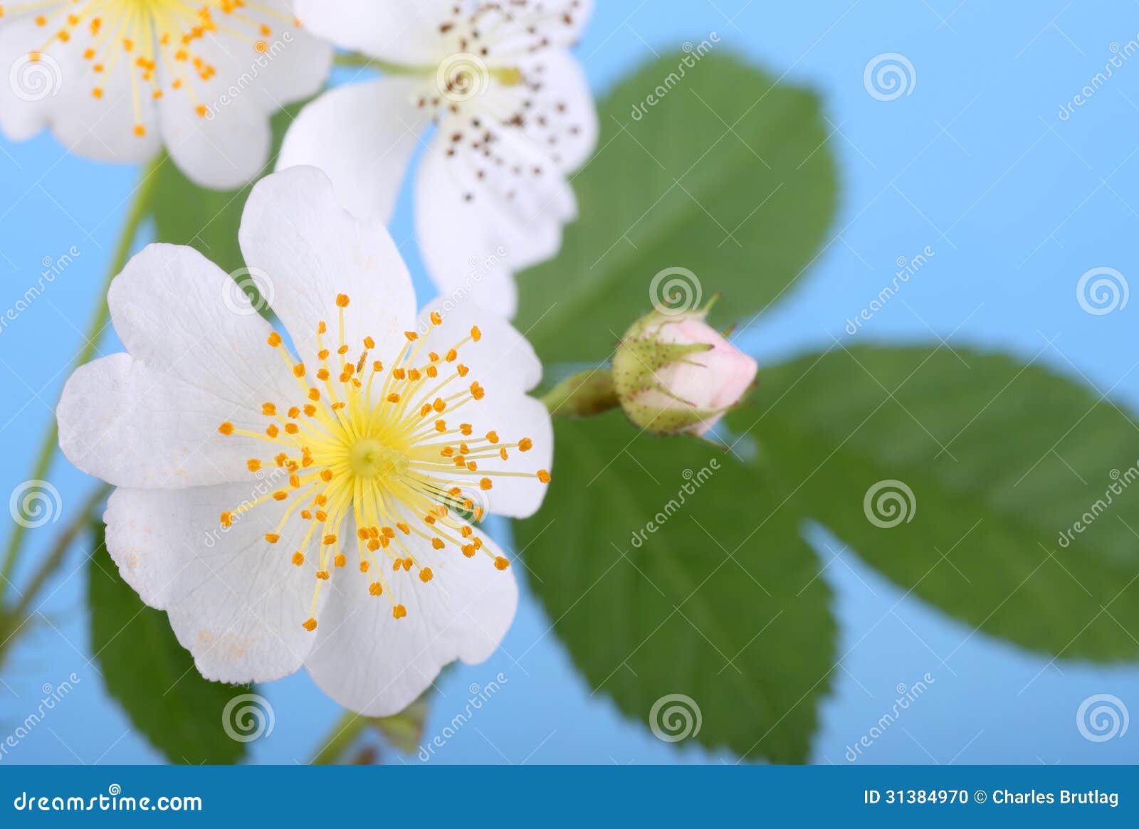 Multiflora Rose stock photo. Image of colorful, blue - 31384970