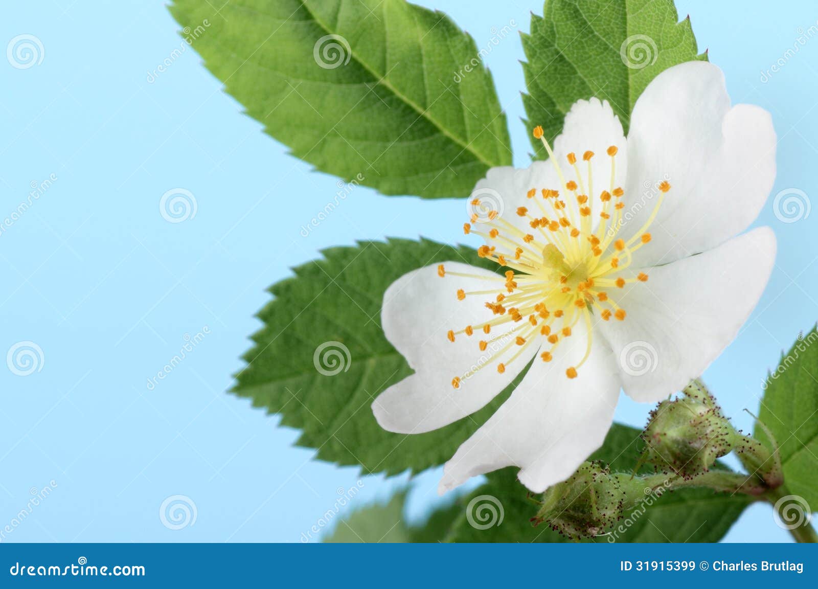 1,212 Multiflora Background Stock Photos - Free & Royalty-Free Stock ...