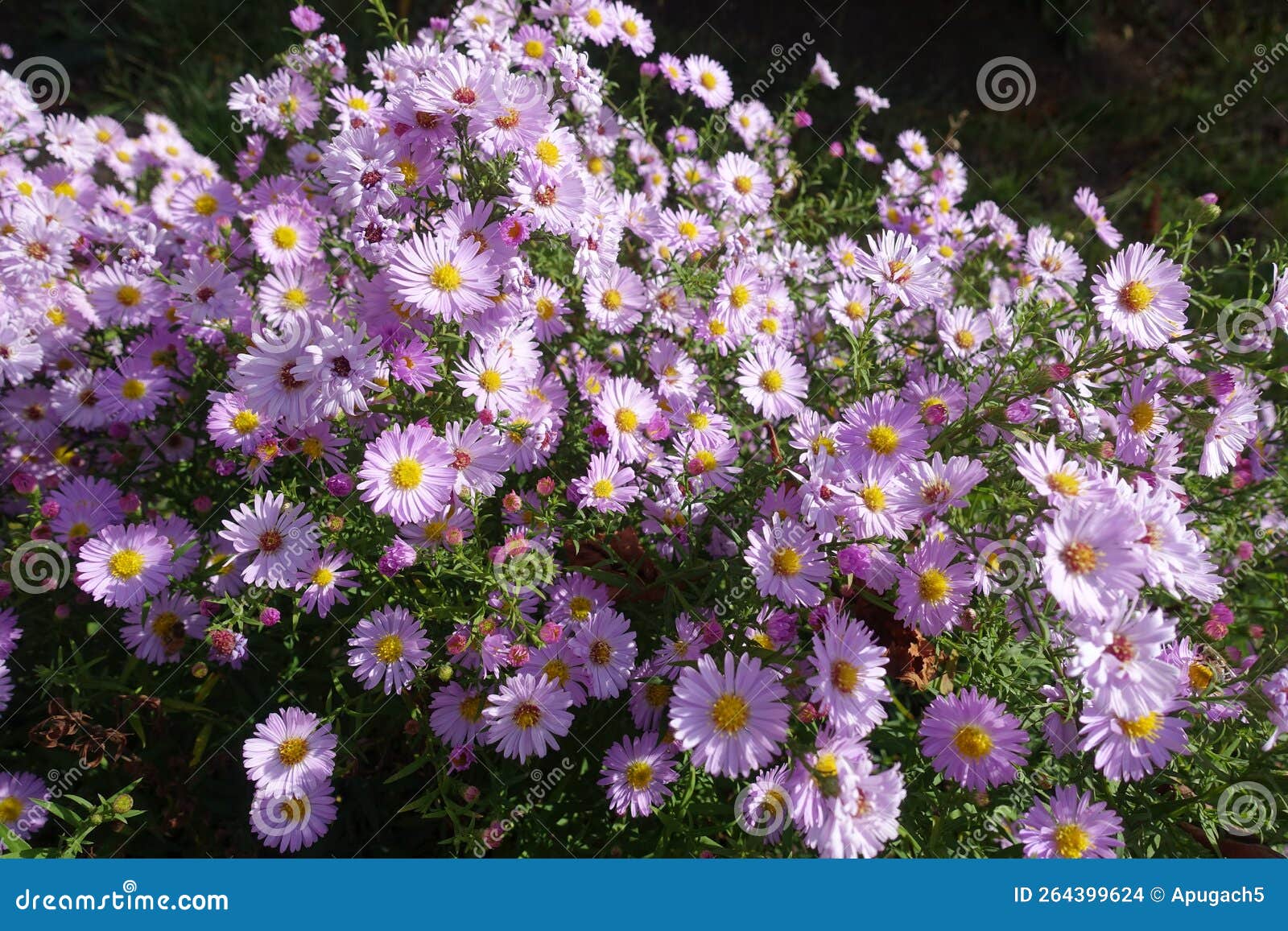 Multifold Light Pink Flowers of Michaelmas Daisies Stock Photo - Image ...